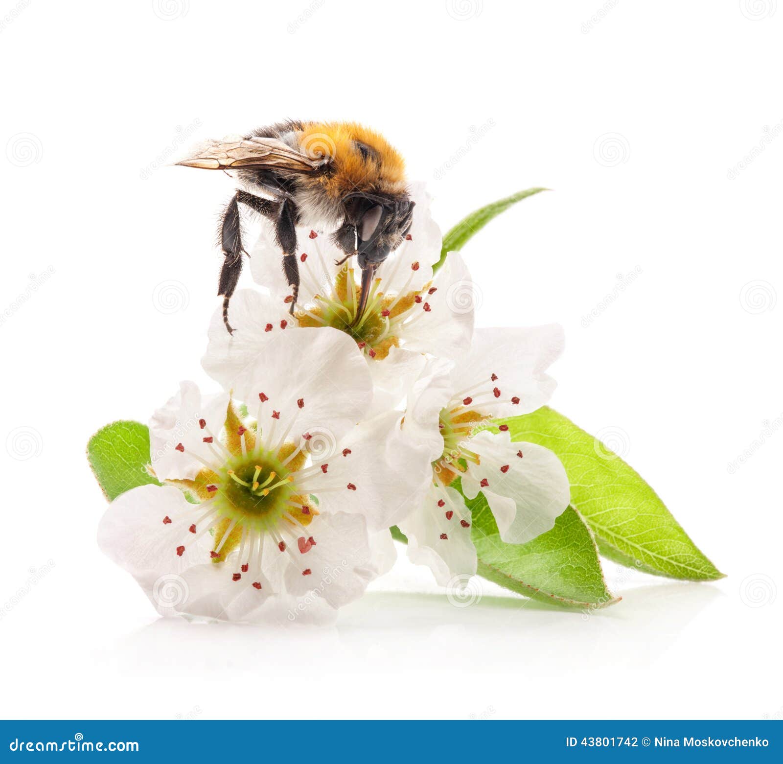 Bumblebee on flowers stock photo. Image of closeup, fluffy - 43801742