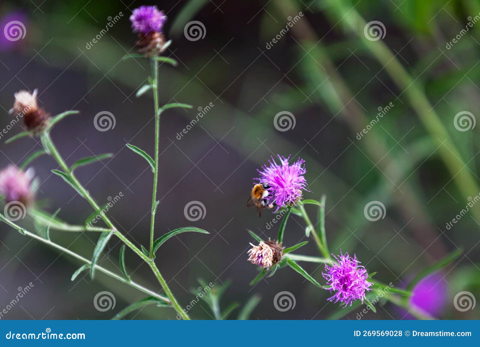 Bumblebee Foraging a Brownray Knapweed Stock Photo - Image of foraging ...