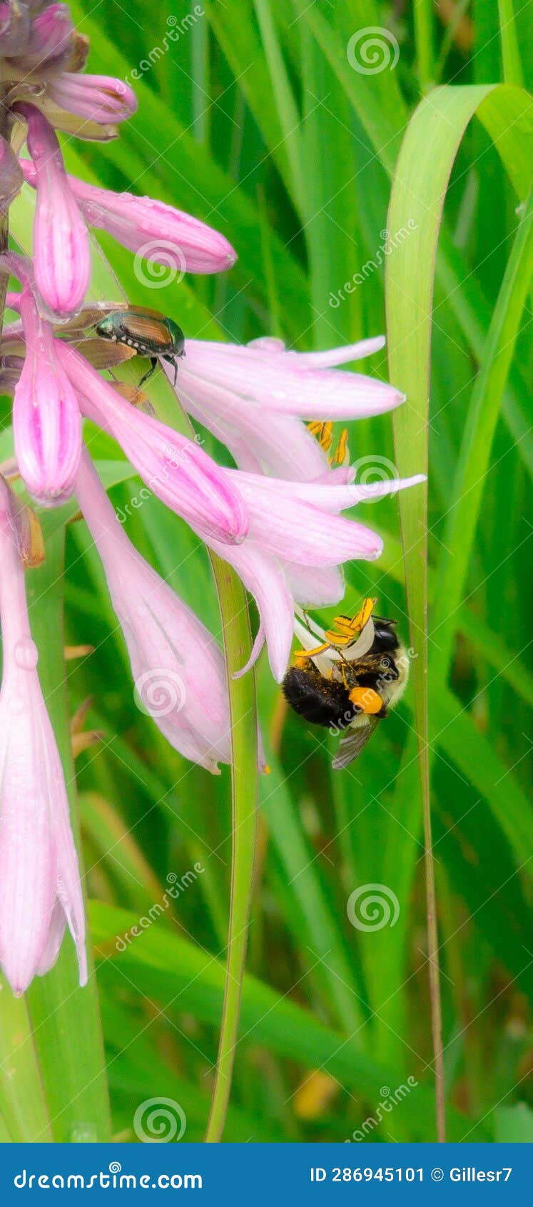 Bumblebee Foraging on a Wild Flower Stock Image - Image of blossom ...