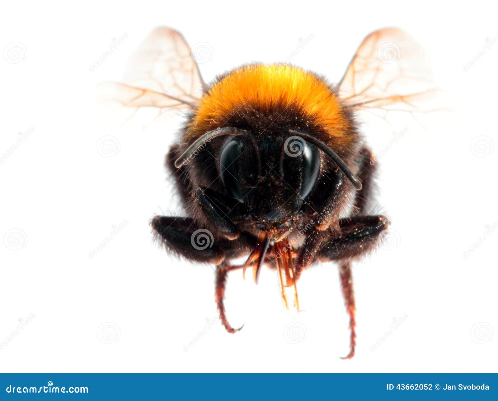 Bumblebee Front View Pollinating Front View Stock Image | CartoonDealer ...