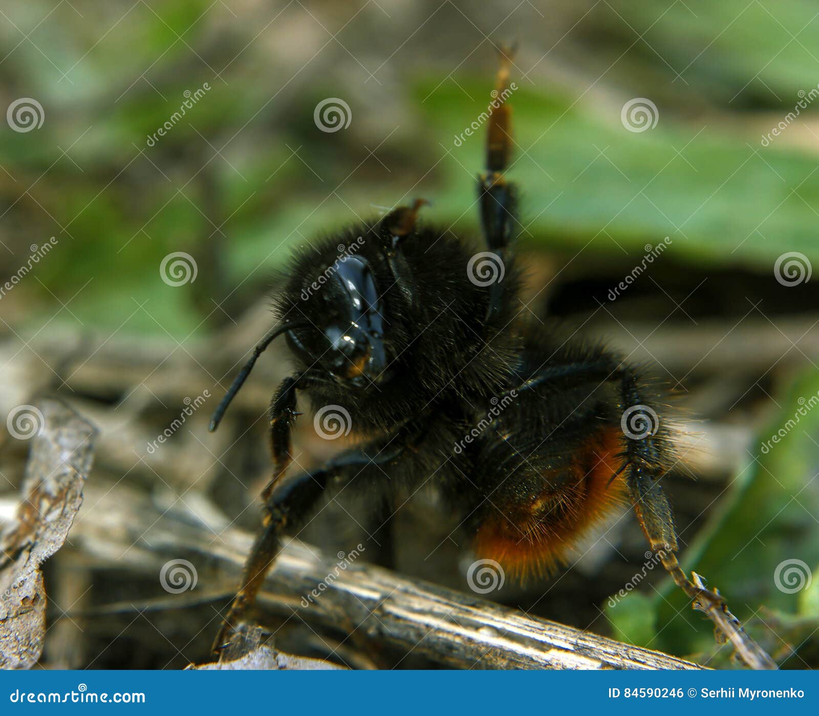 Bumblebee in Funny Pose Yeah,baby Stock Photo - Image of cool, pose ...
