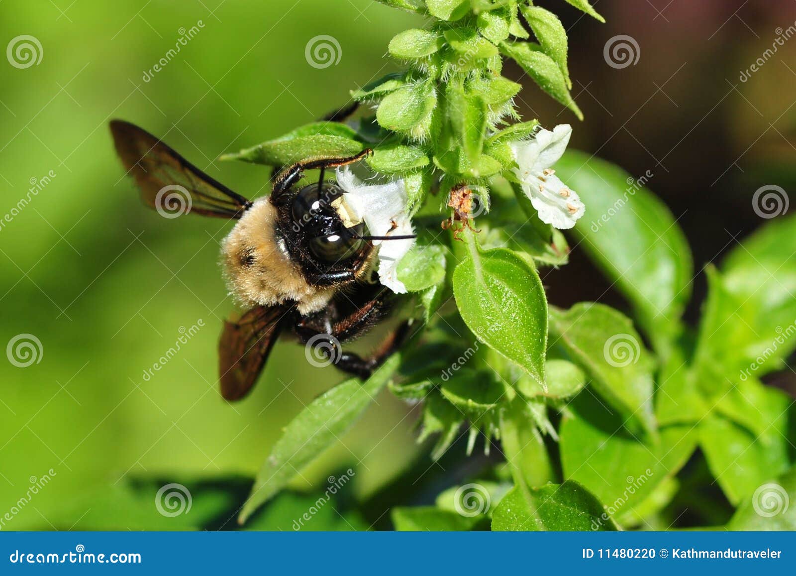 Bumblebee Garden stock photo. Image of wildlife, bumblebee - 11480220