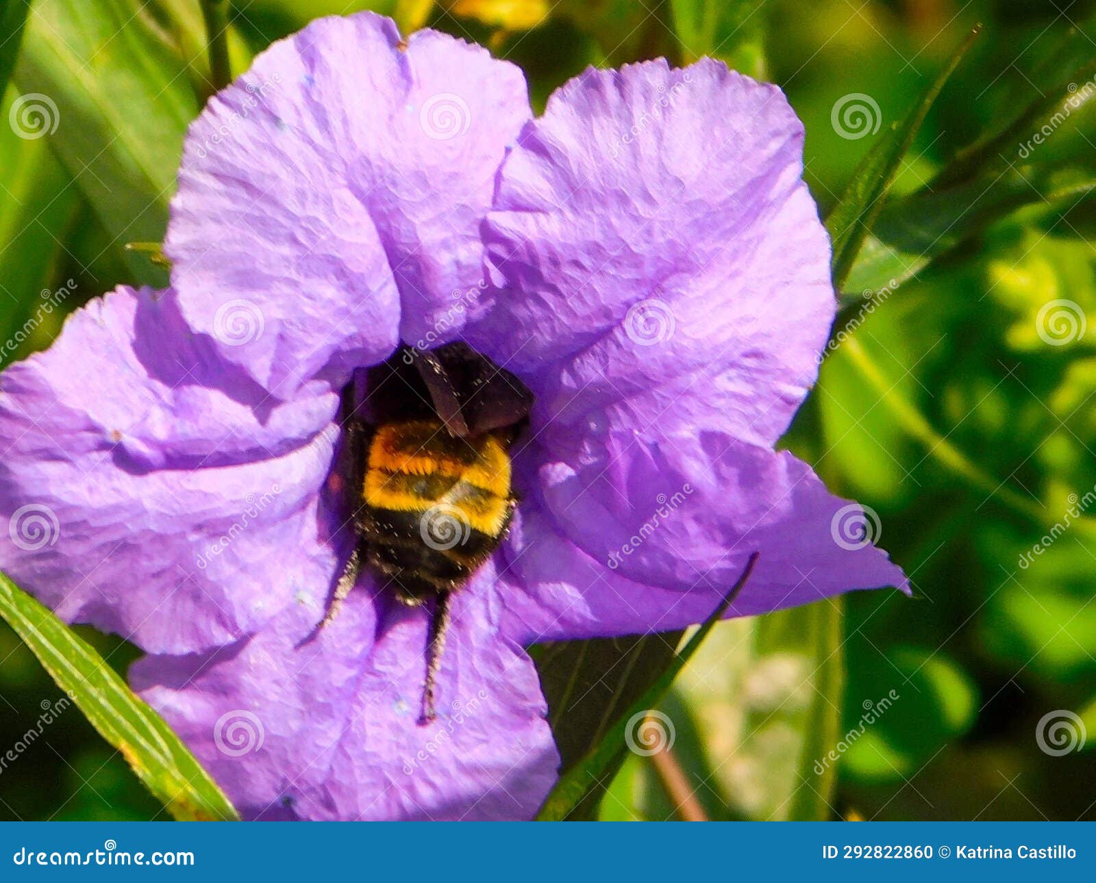 Bumblebee Getting Pollen from a Ruellia Tuberosa Stock Photo - Image of ...