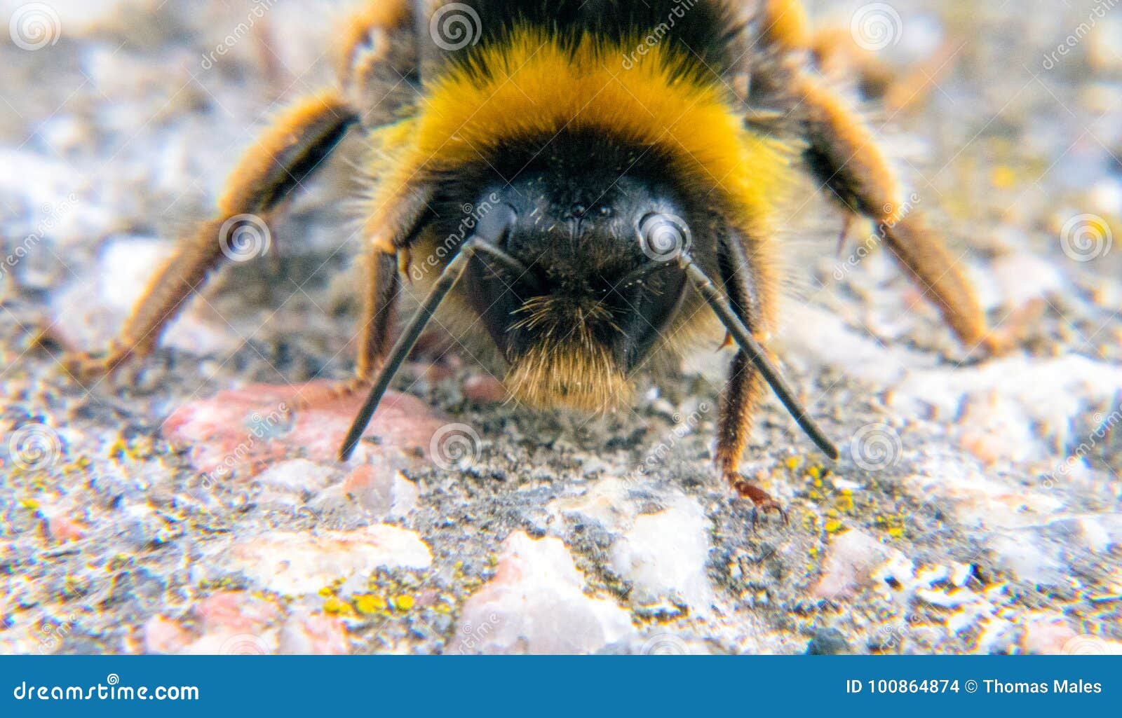 Bumblebee stock photo. Image of flying, bombus, garden - 100864874