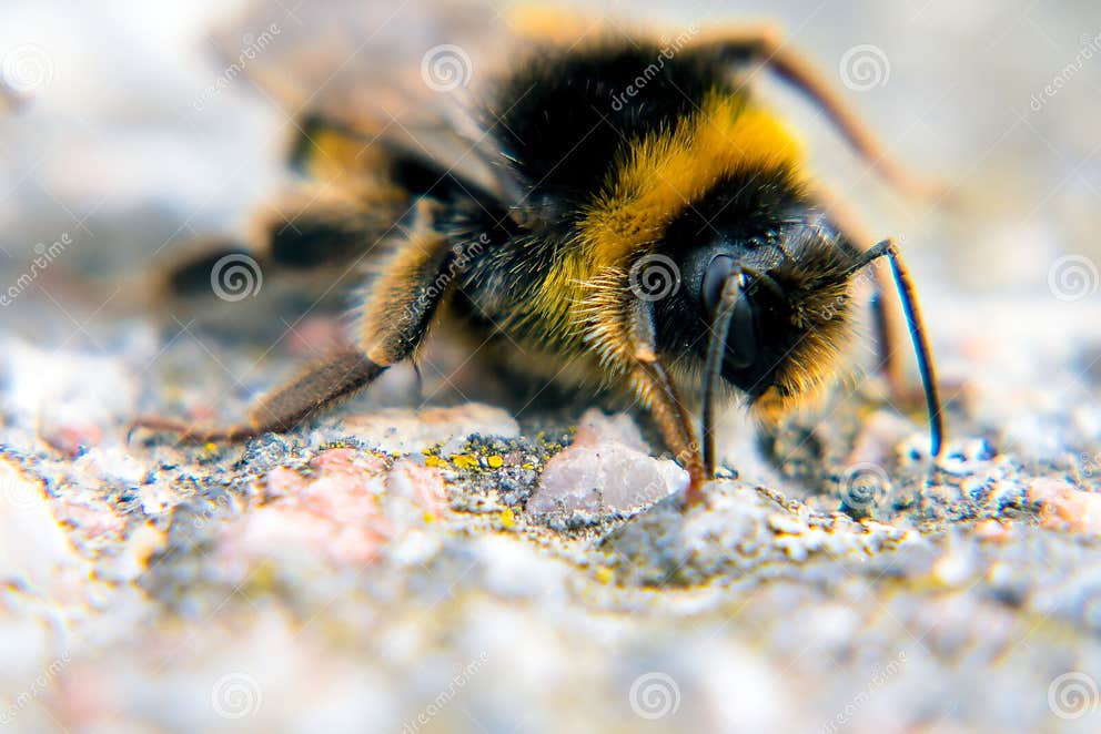 Bumblebee stock photo. Image of flower, long, insect - 100865172