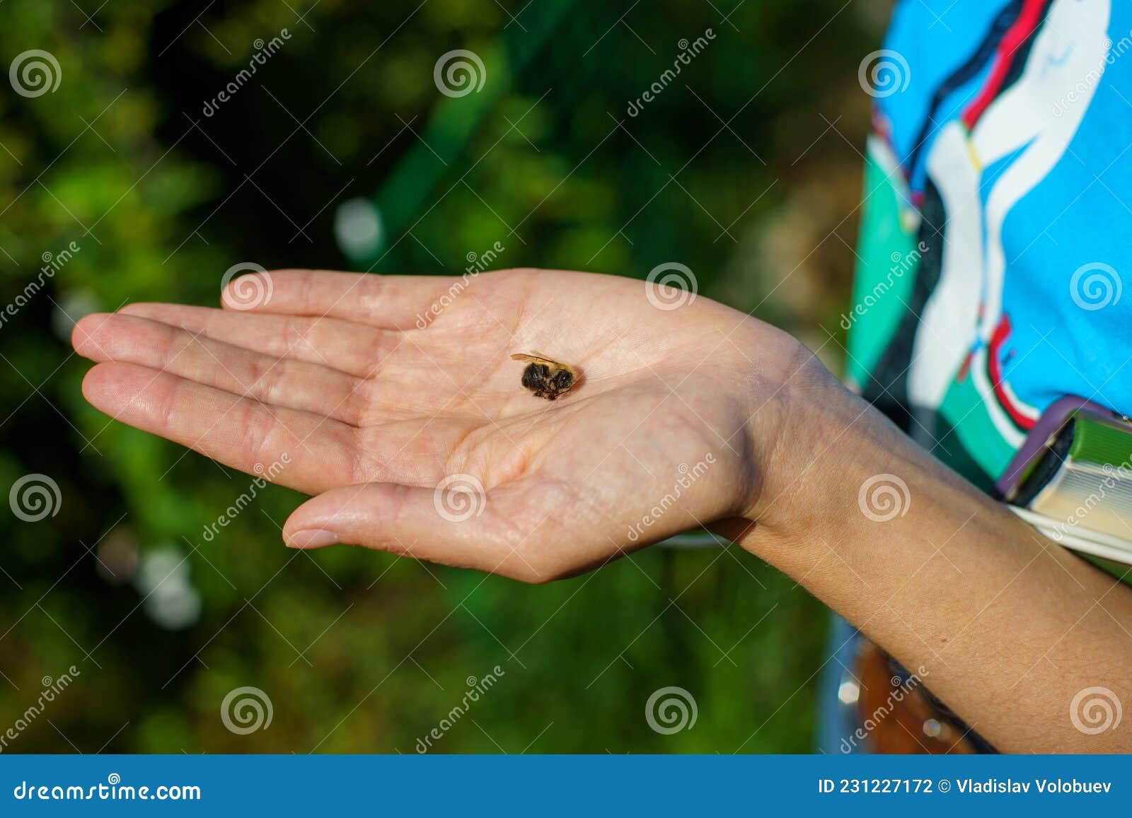 The Bumblebee is on the Hand of the Person. Stock Photo - Image of ...