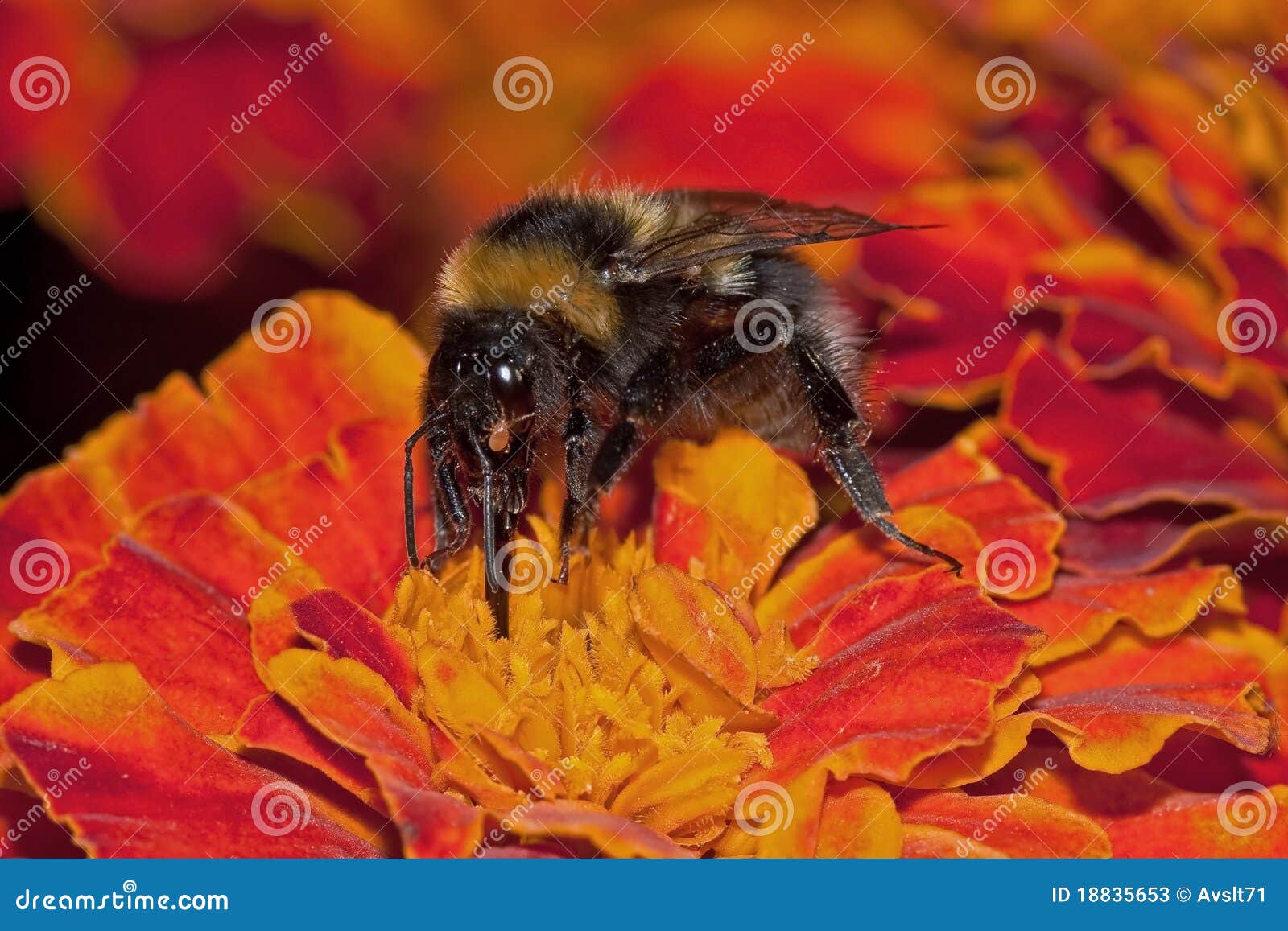 Bumblebee Has a Tick-parasite Stock Image - Image of parasite, bumble ...