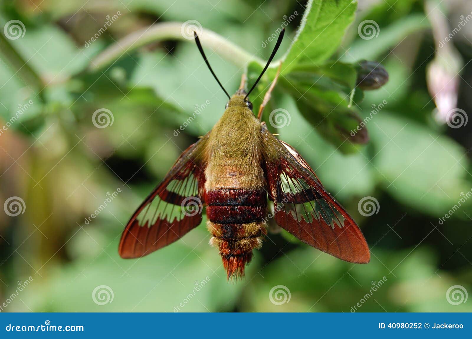 Bumblebee Hawk Moth stock photo. Image of bumblebee, insects - 40980252