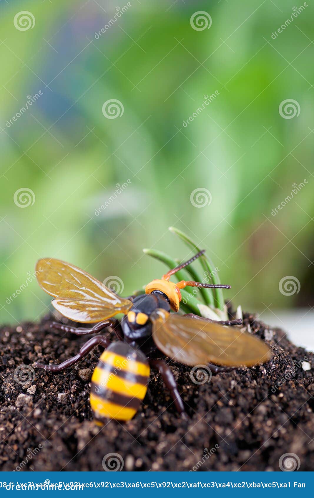 Bumblebee in Hibernation in Spring Stock Photo - Image of ladybird ...