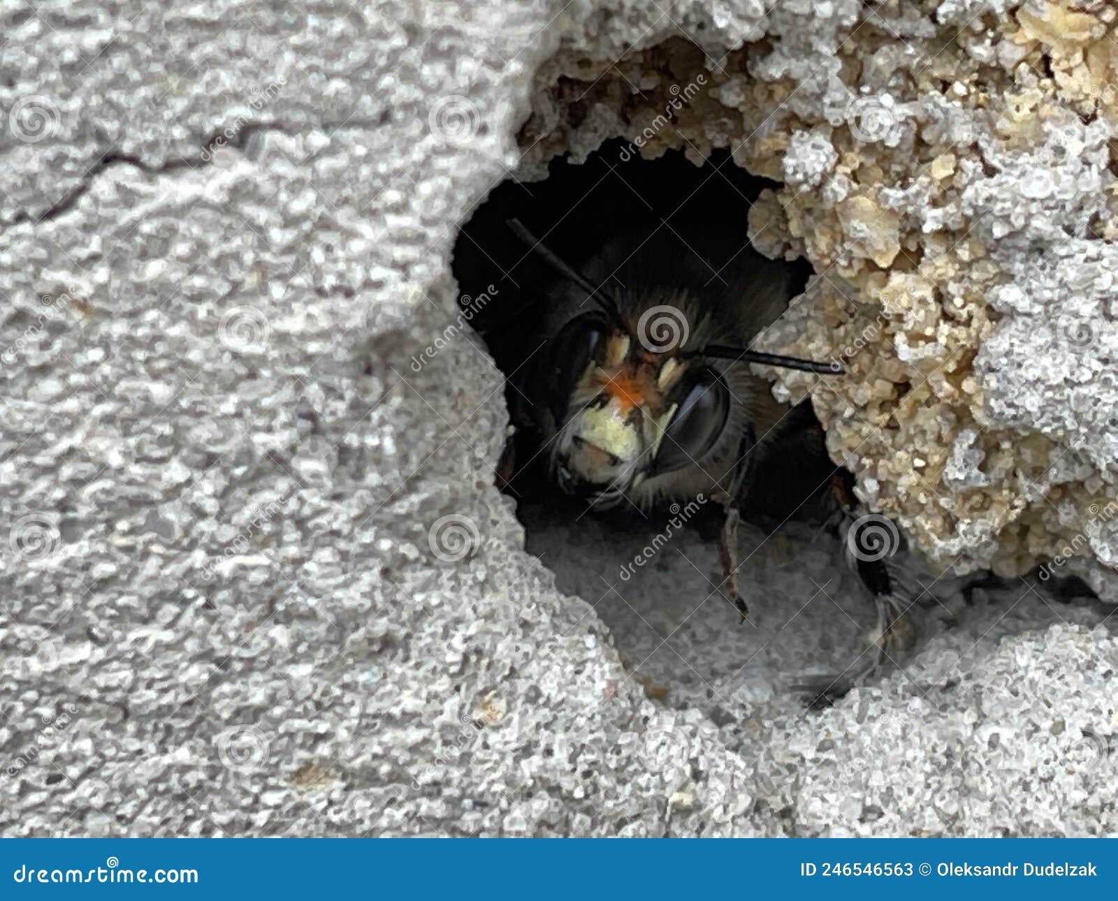 Bumblebee in hiding stock image. Image of honeybee, soil - 246546563