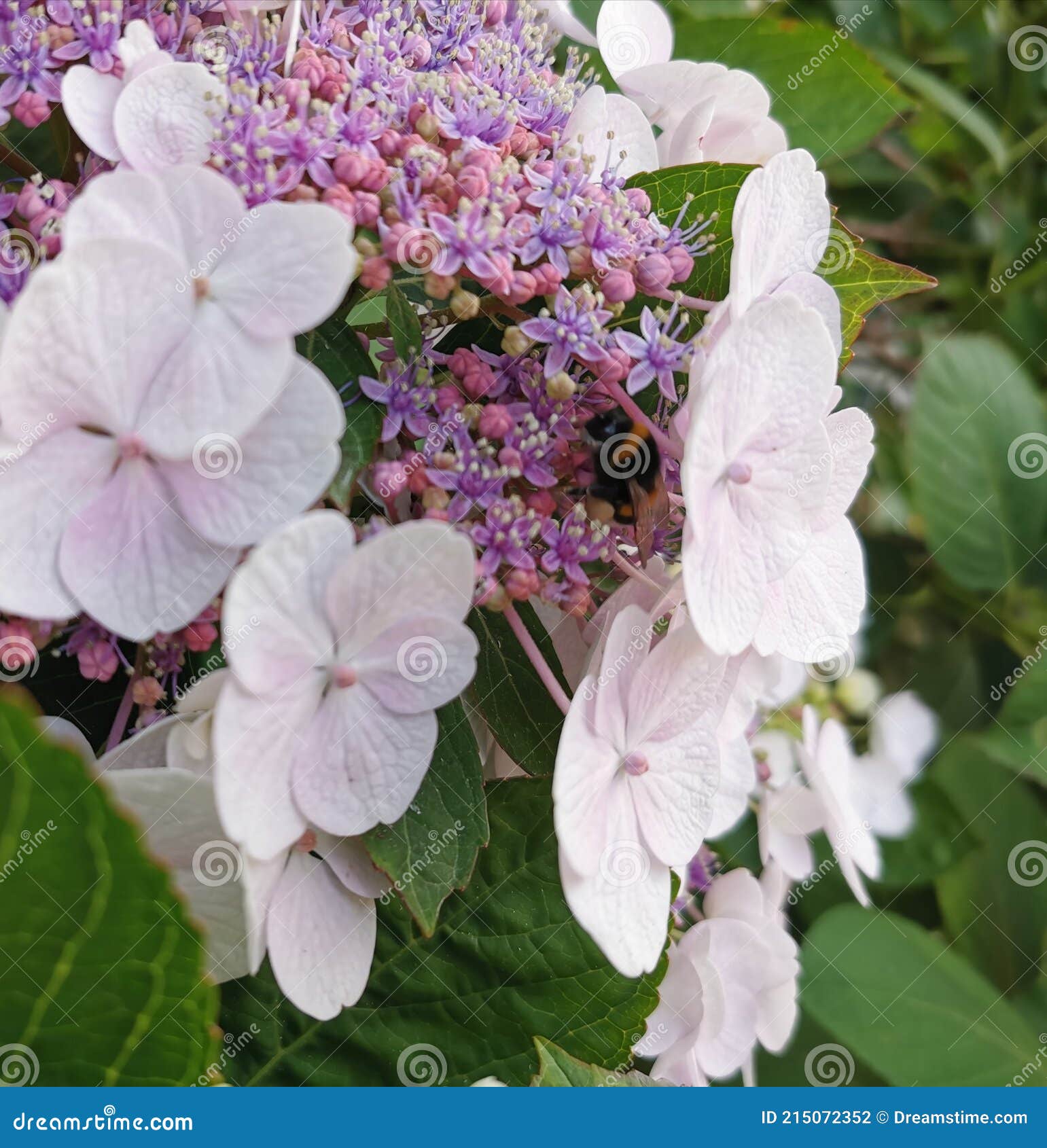 173 Bumblebee Hiding Photos - Free & Royalty-Free Stock Photos from ...