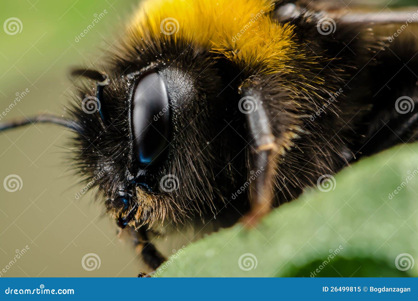Bumblebee - High Magnification Stock Image - Image of beehive, bite ...