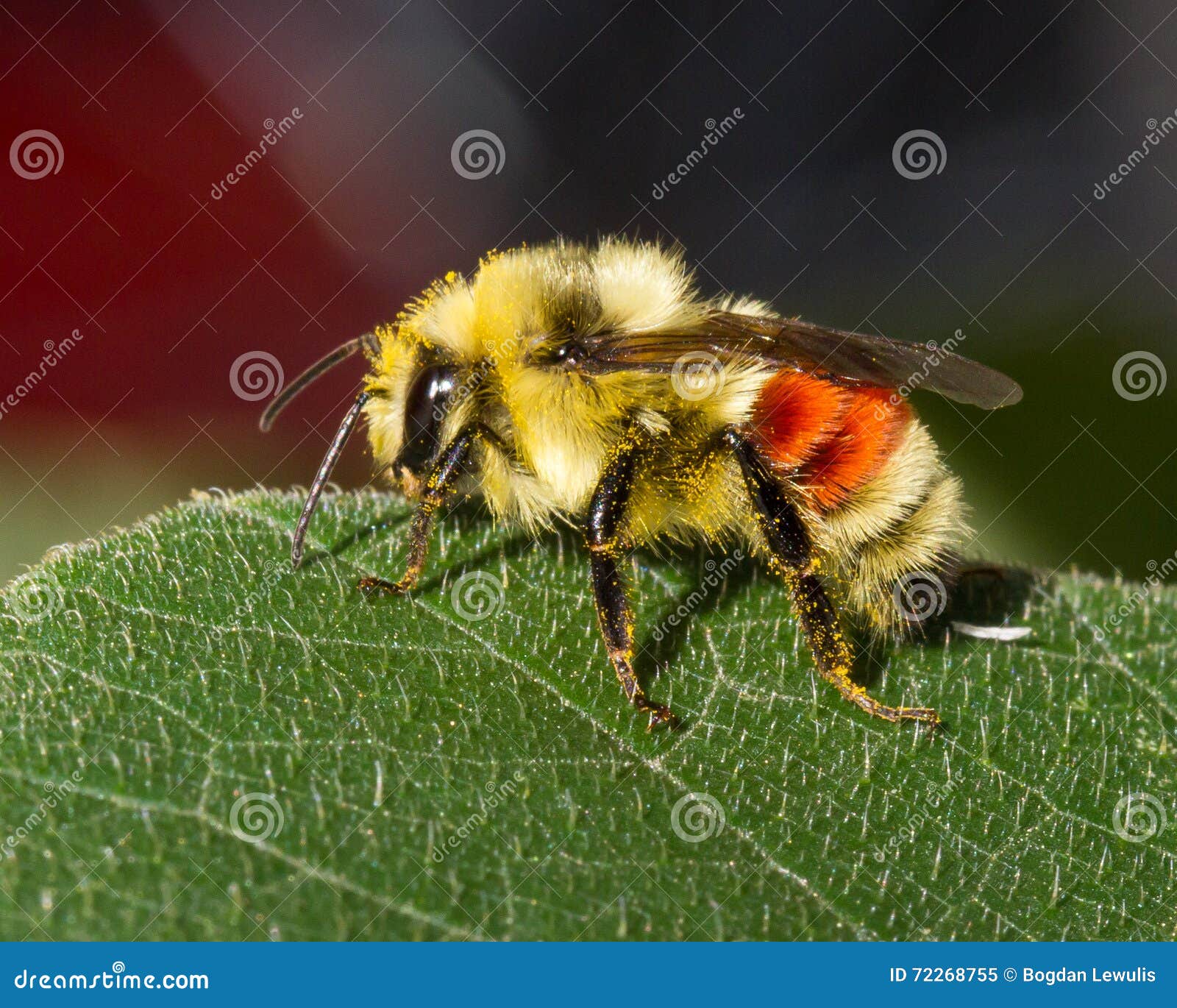 Bumblebee stock image. Image of horizontal, green, bumblebee - 72268755