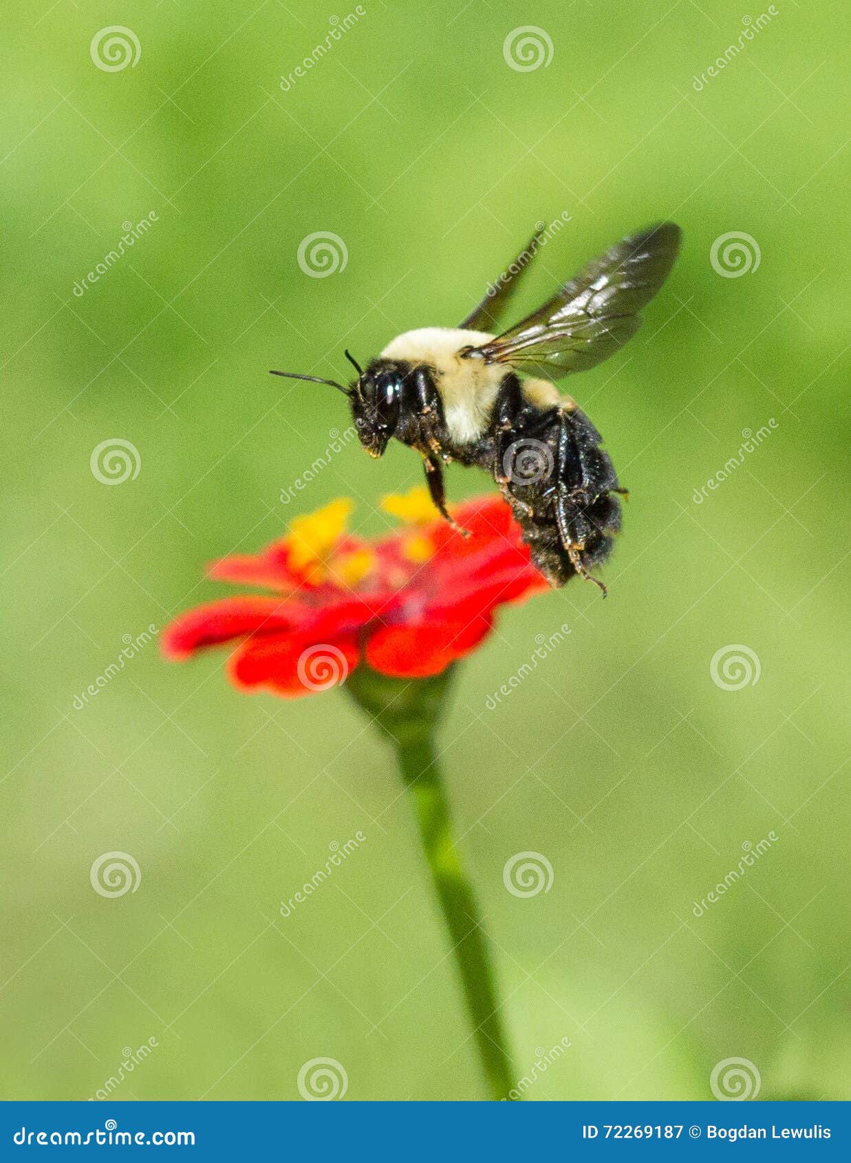 Bumblebee stock image. Image of magnification, leaf, green - 72269187