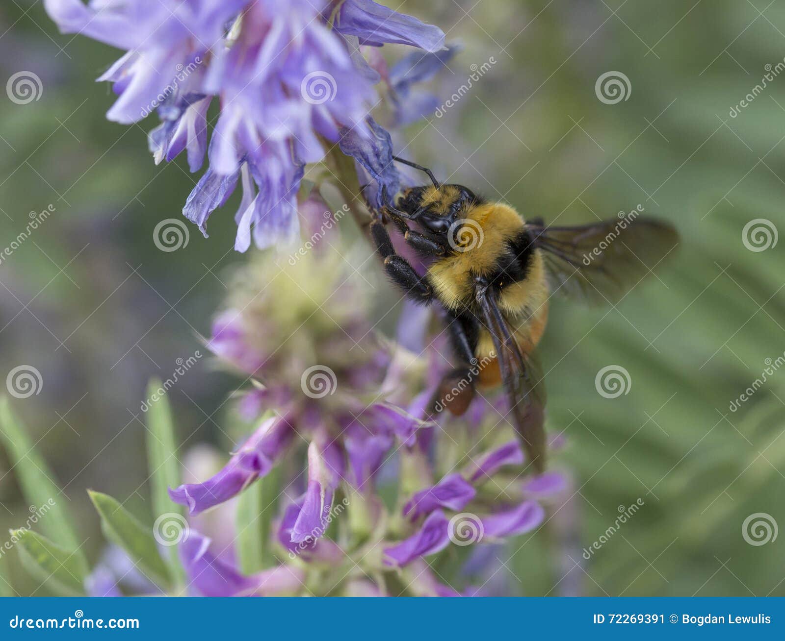 Bumblebee stock image. Image of pollinator, insect, flora - 72269391