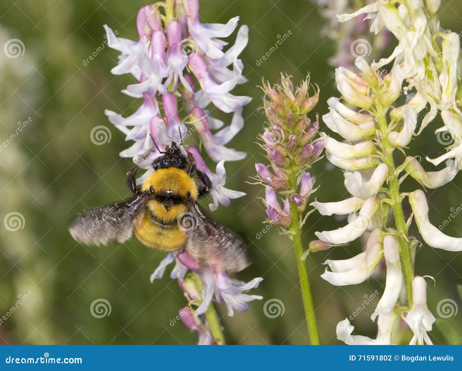 Bumblebee - High Magnification Stock Photo - Image of insect, colorado ...