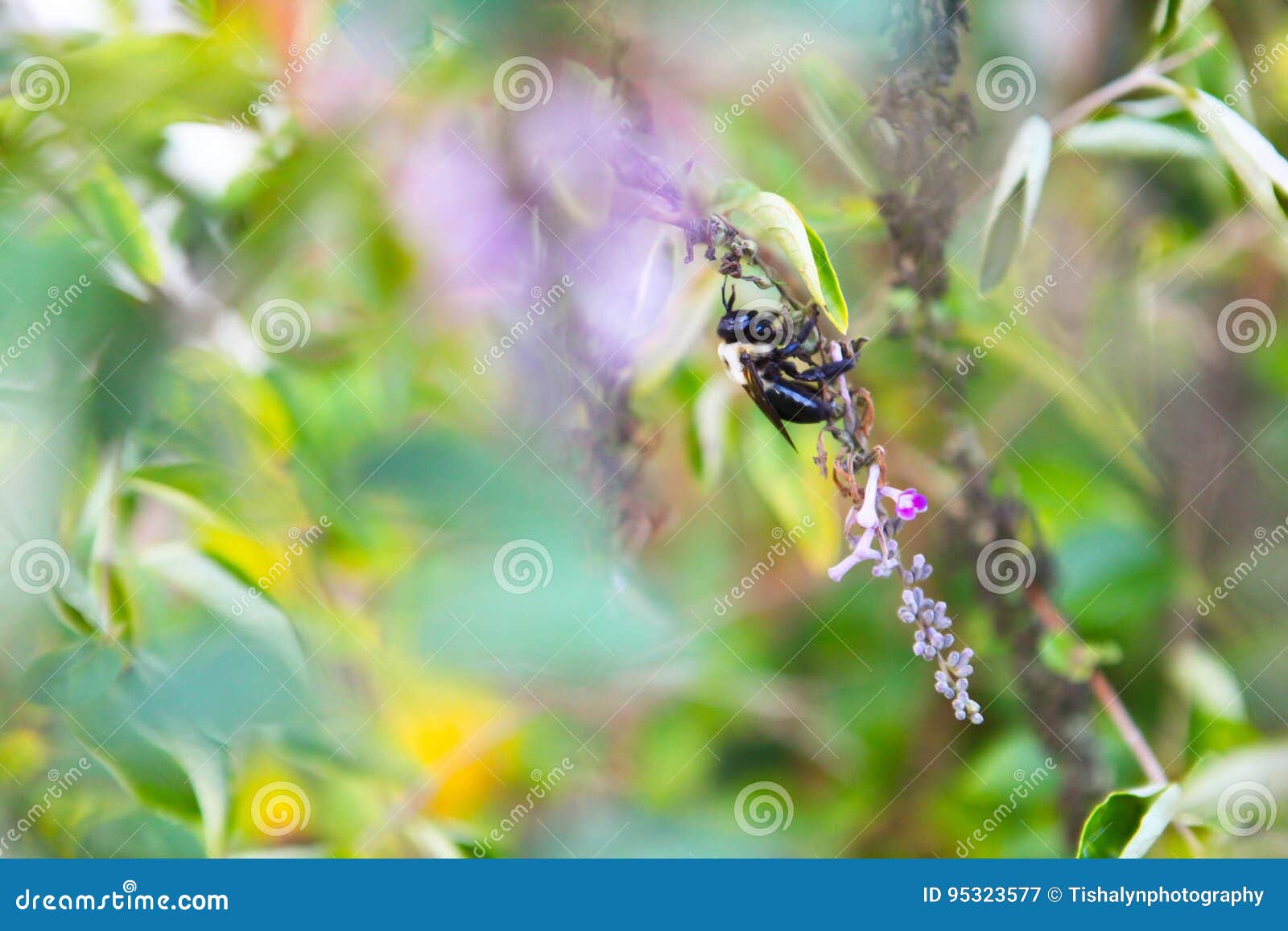 Bumblebee stock image. Image of insect, garden, pollinator - 95323577
