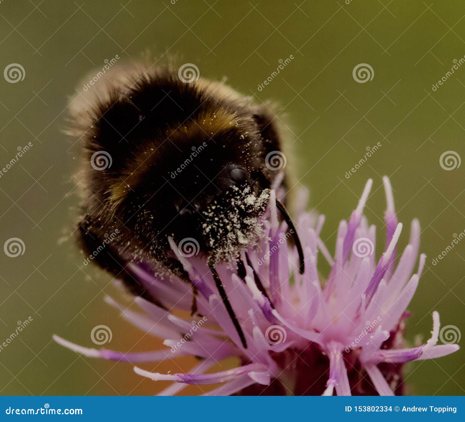 Bumblebee stock photo. Image of insect, wildlife, nature - 153802334