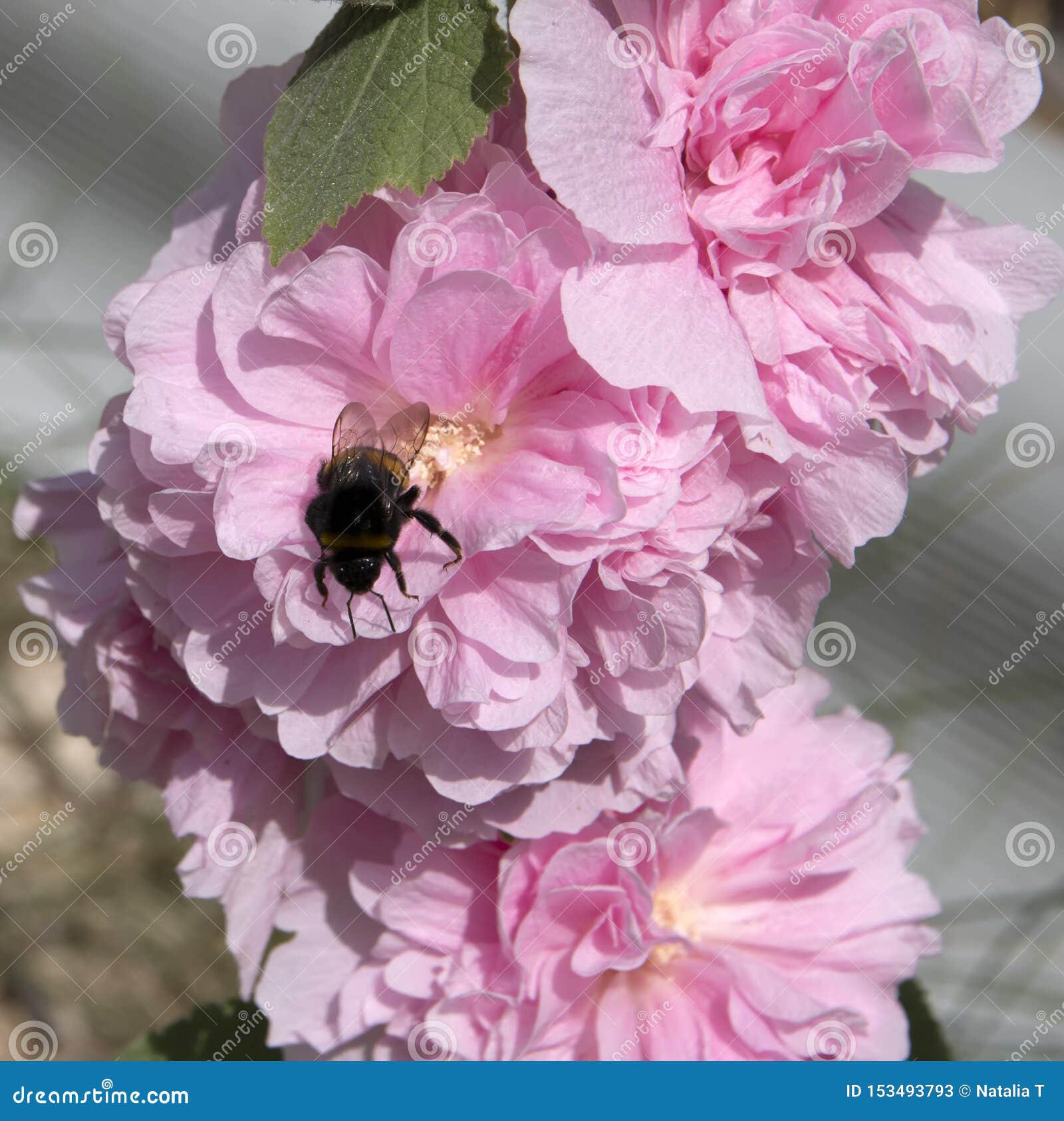 Bumblebee, Insect on Pink Flower, Roses Insects Stock Image - Image of ...