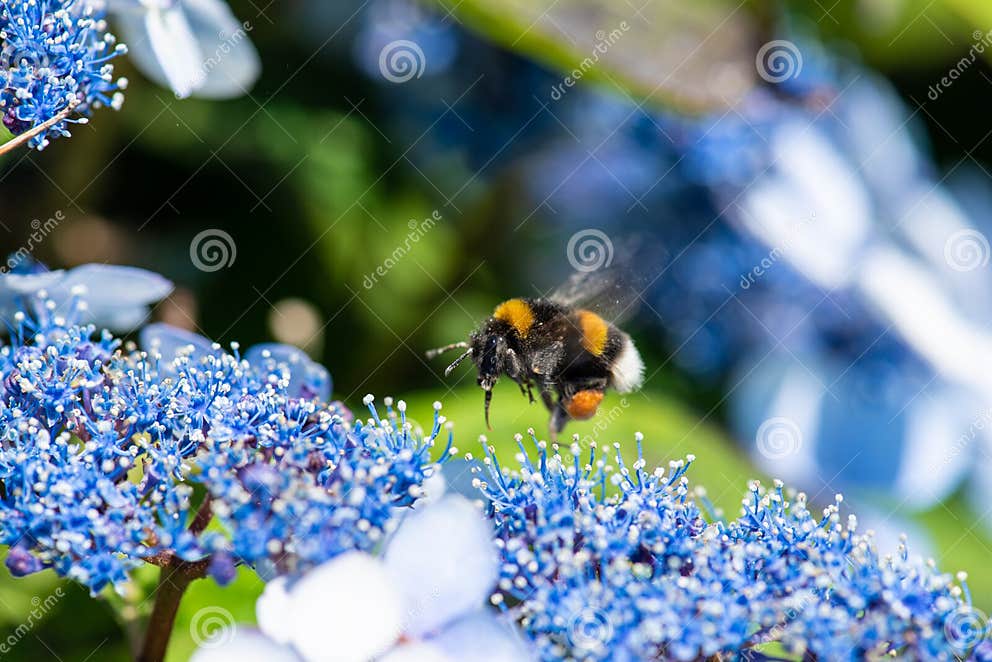Bumblebee Landing on a Blue Folwer.. Stock Photo - Image of flying ...