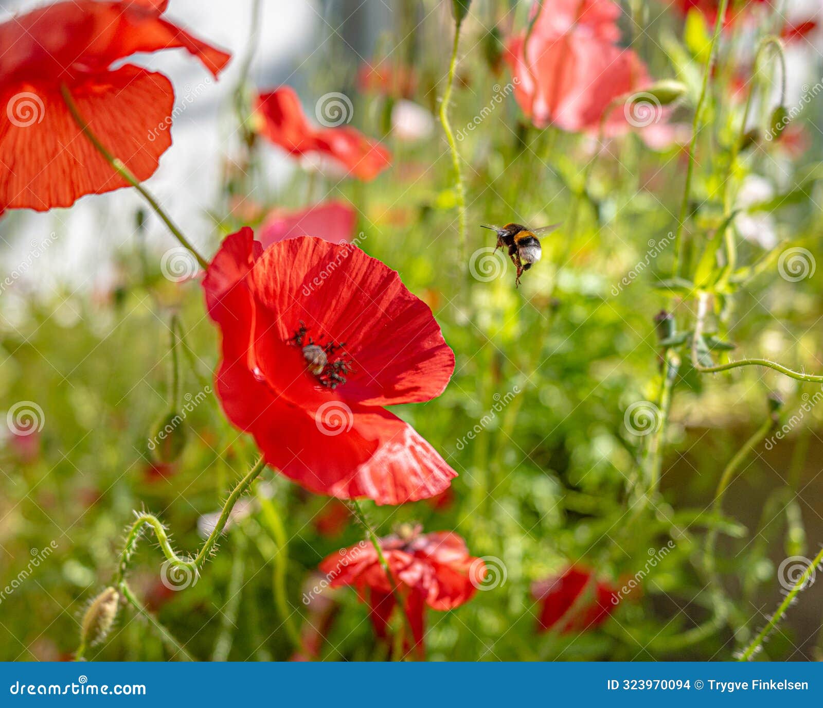 Bumblebee Lifting Off from a Poppy Flower.. Stock Photo - Image of ...