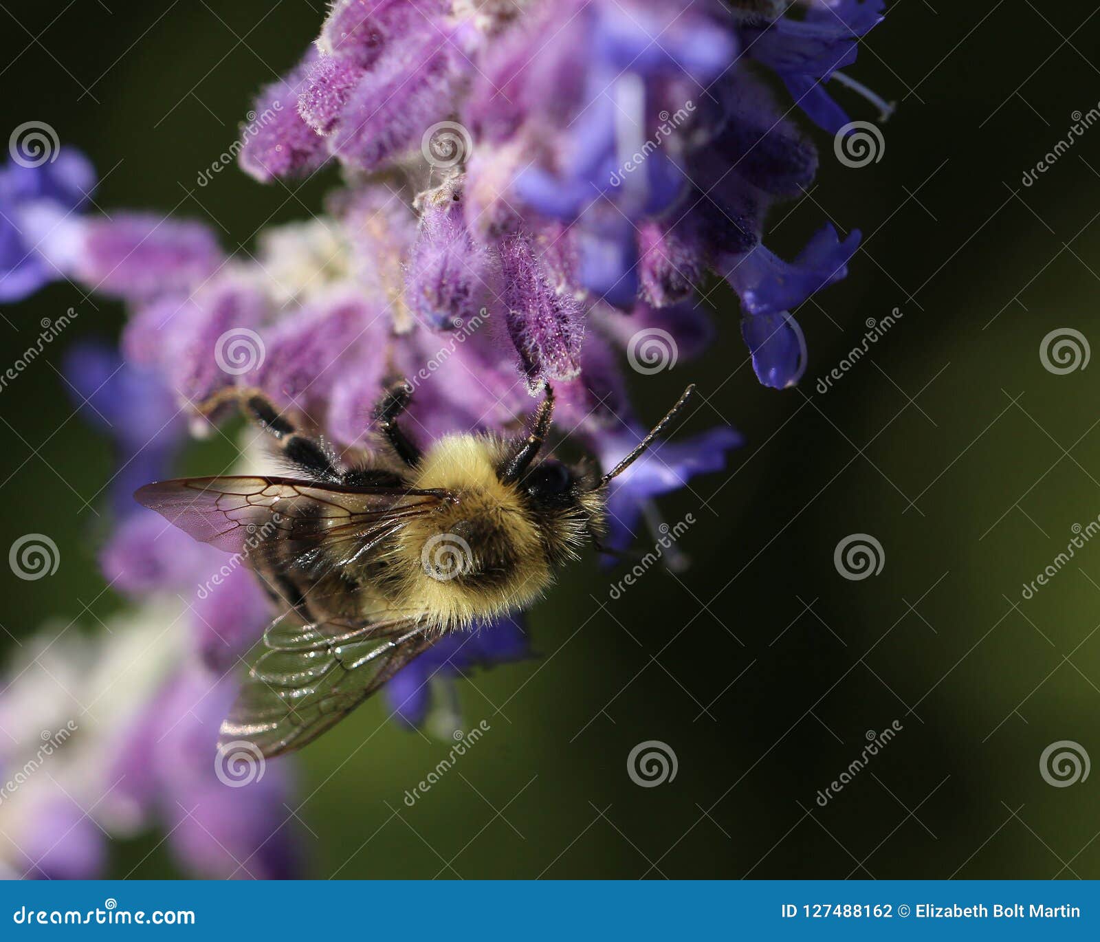 Bumblebee in Light Purple Flowers Stock Photo - Image of honeybee, bees ...
