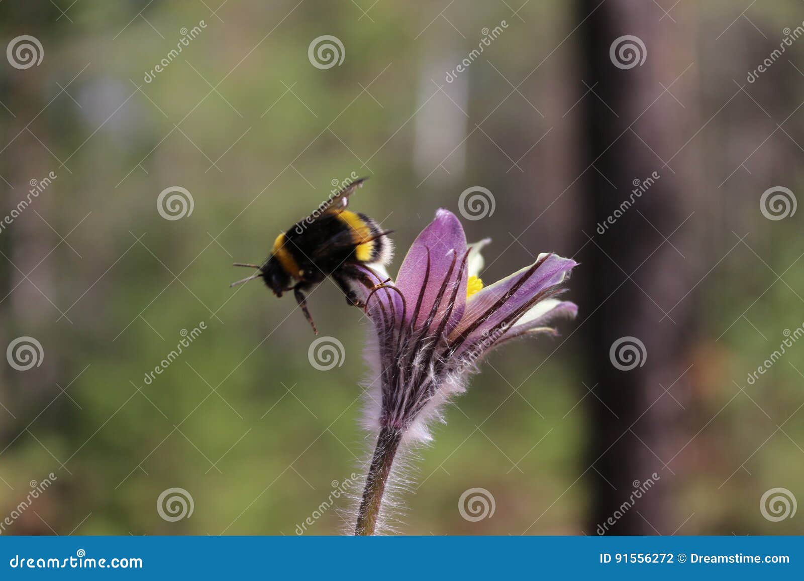 Bumblebee Looking for Nectar Stock Photo - Image of green, insects ...
