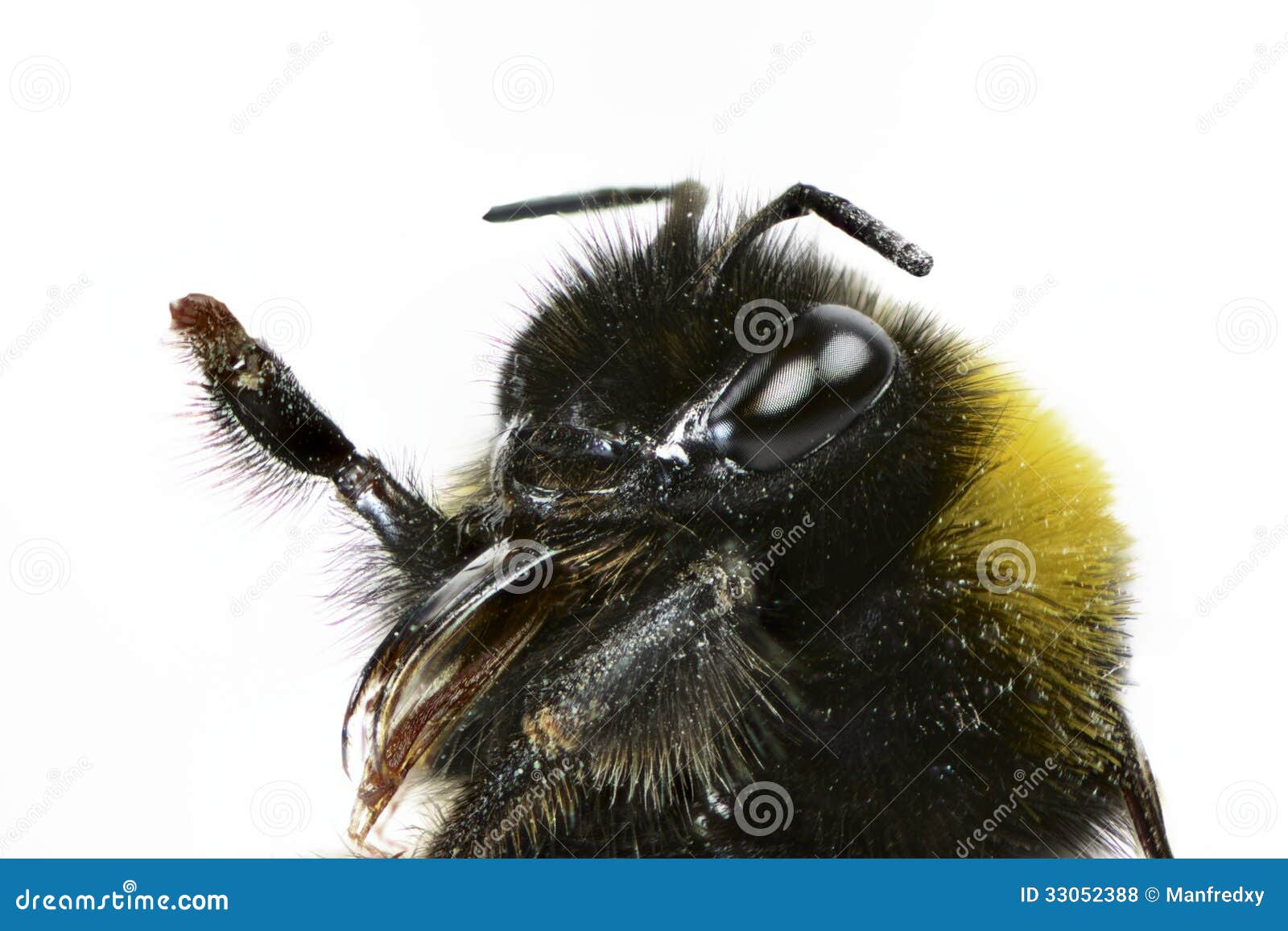 Bumblebee stock photo. Image of head, antenna, hairy - 33052388