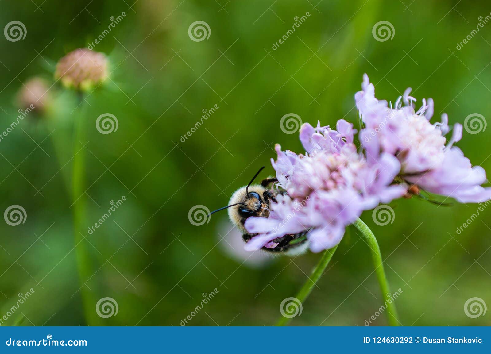 Bumblebee stock photo. Image of bumblebee, macro, flower - 124630292