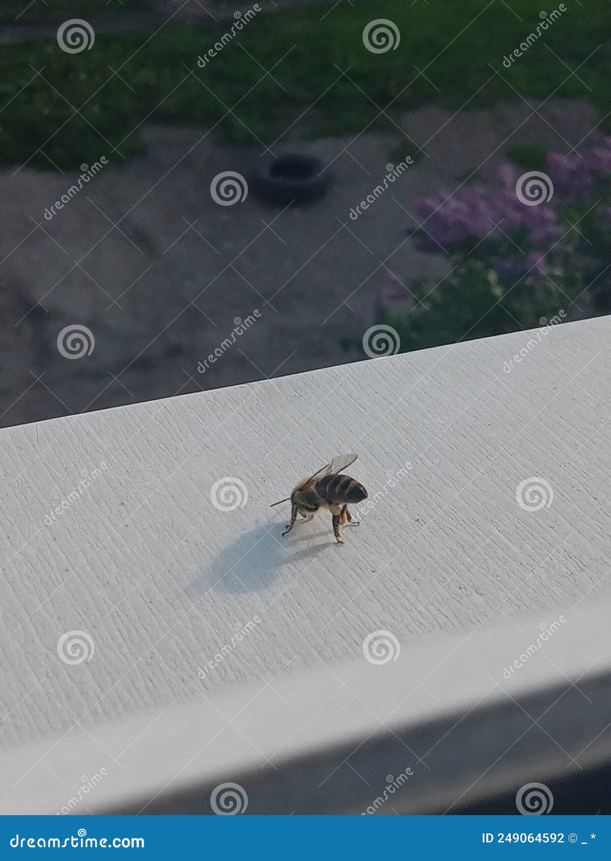 Bumblebee nature life wild stock photo. Image of bumblebee - 249064592