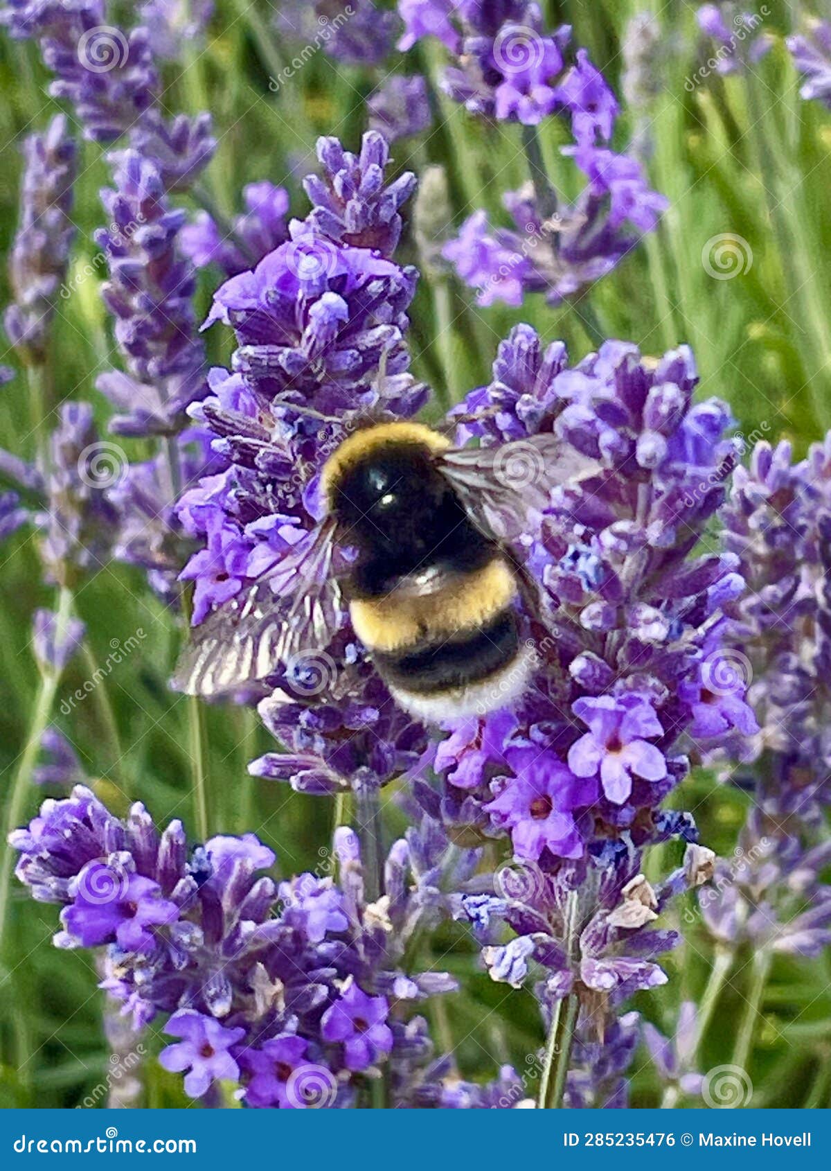 Bumblebee with Open Wings on Lavender Stock Photo - Image of lilac ...