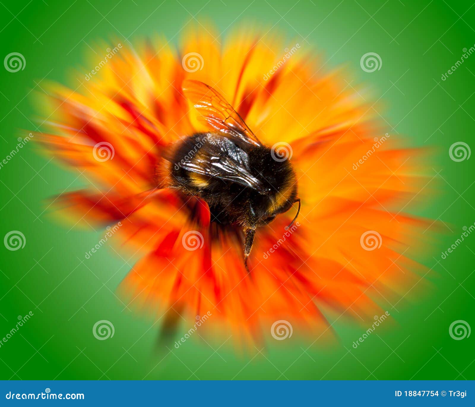 Bumblebee on Orange Flower with Radial Blur Stock Photo - Image of ...