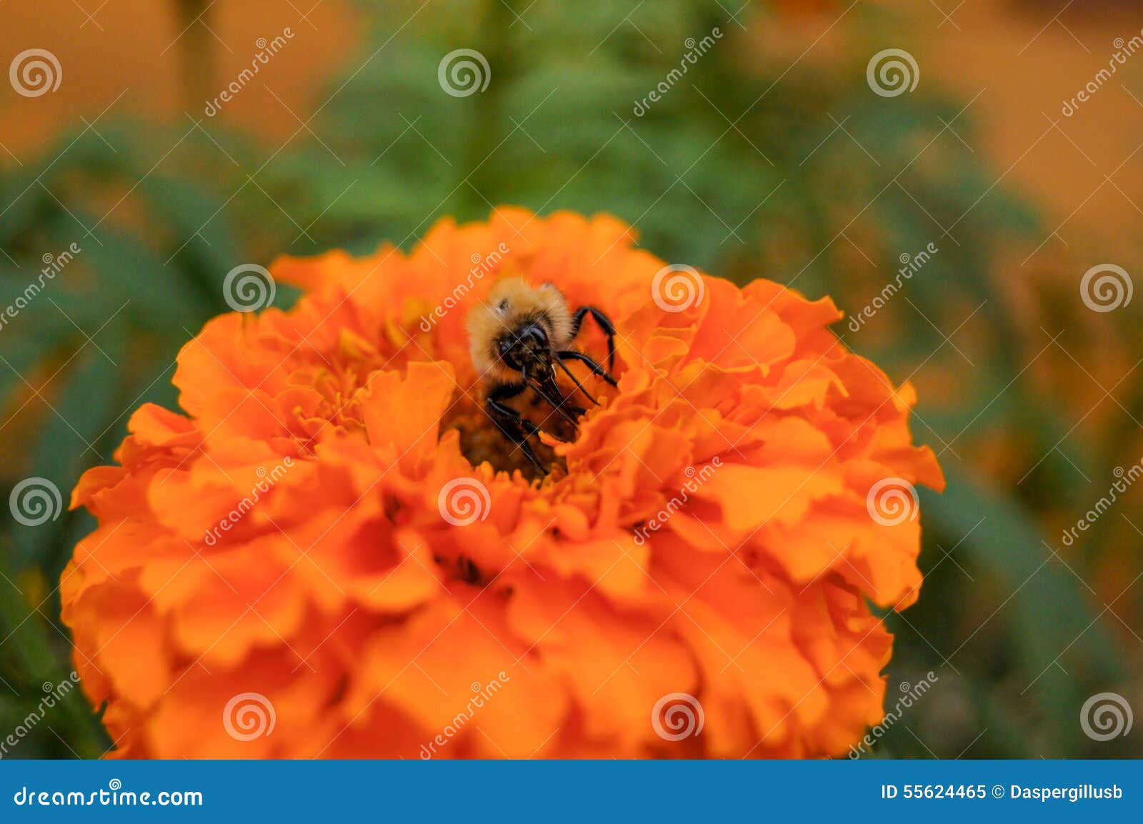 Bumblebee on the Orange Flower Stock Image - Image of insects, close ...