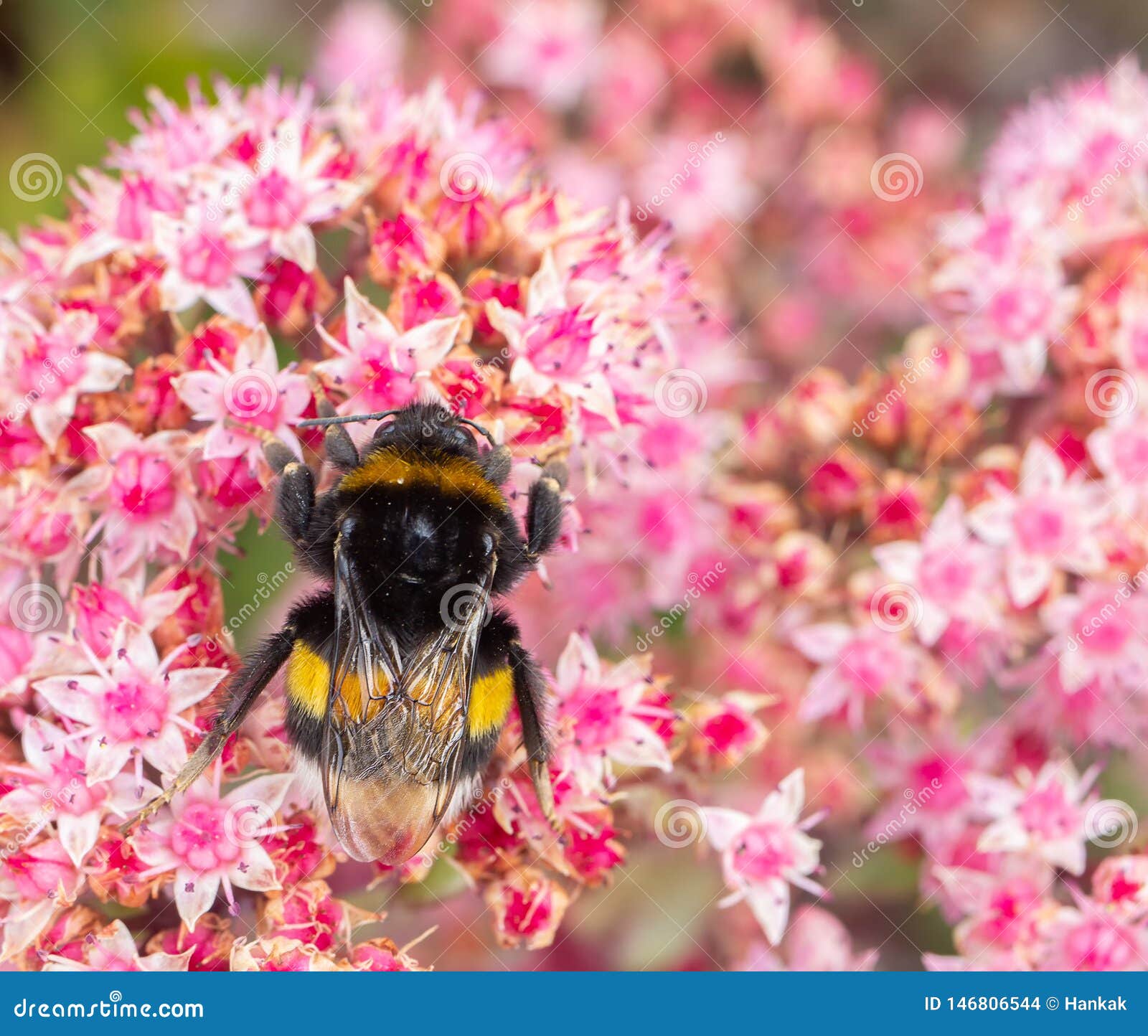 Bumblebee on pink flower stock photo. Image of pollination - 146806544