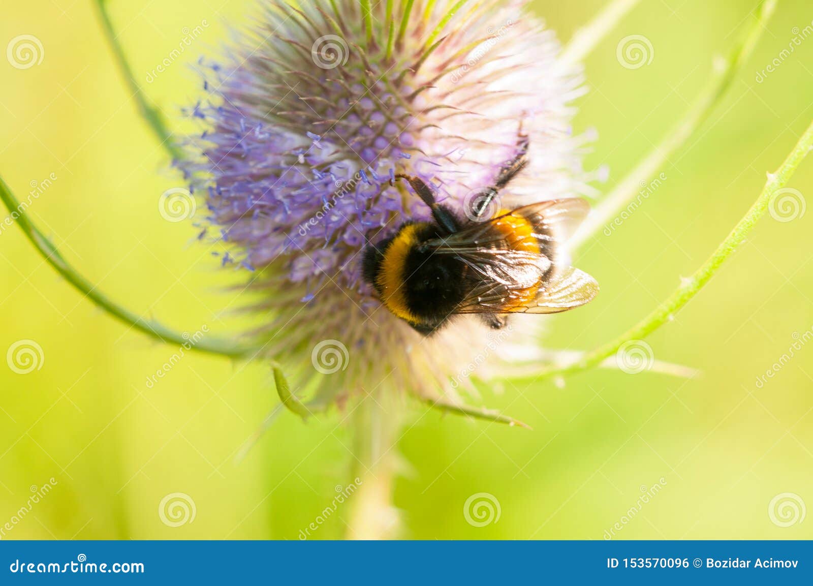 A Bumblebee on a Pink Flower.Insect on Flower Stock Photo - Image of ...
