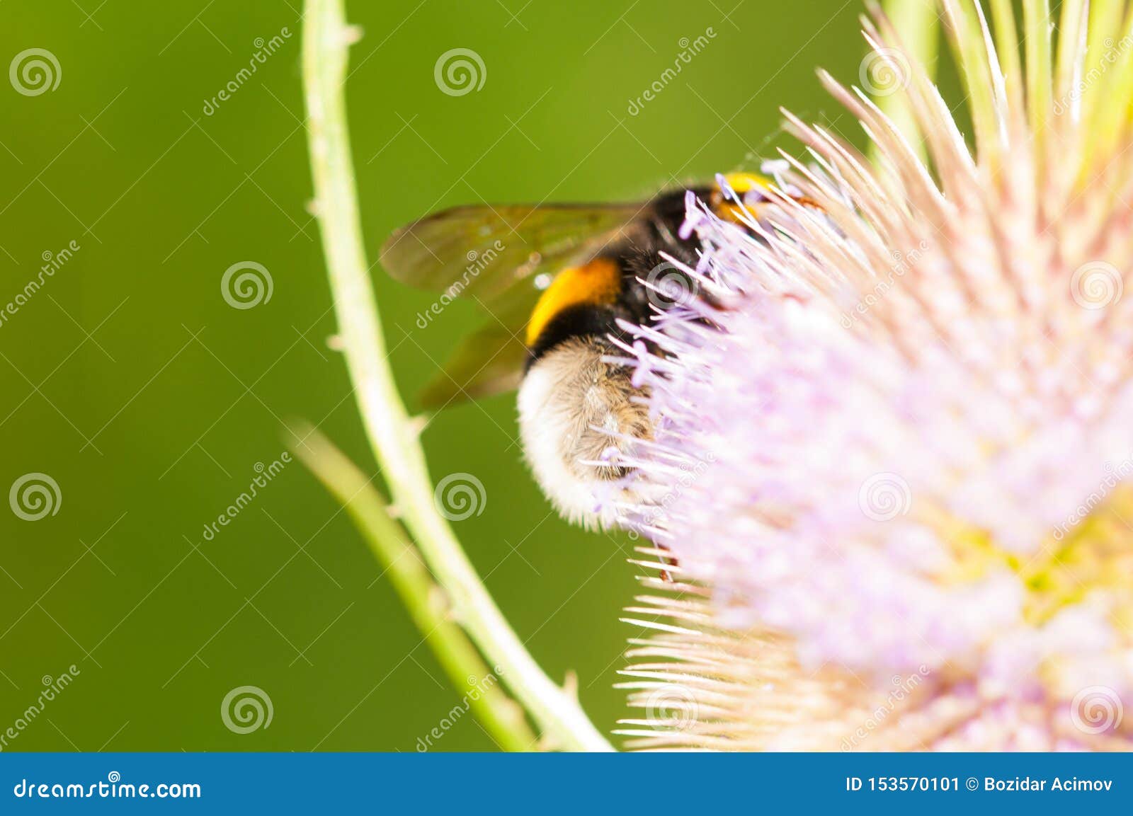 A Bumblebee on a Pink Flower.Insect on Flower Stock Image - Image of ...
