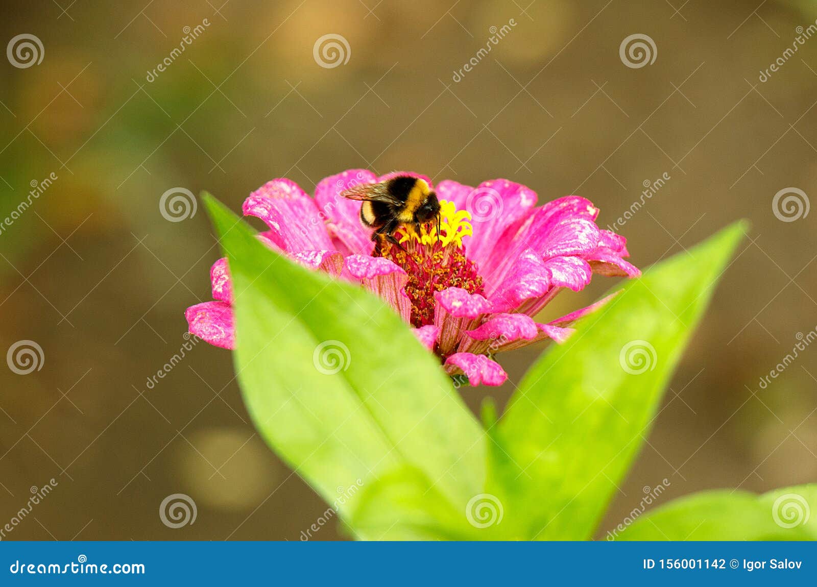 Bumblebee on a Pink Flower on a Natural Background Stock Photo - Image ...