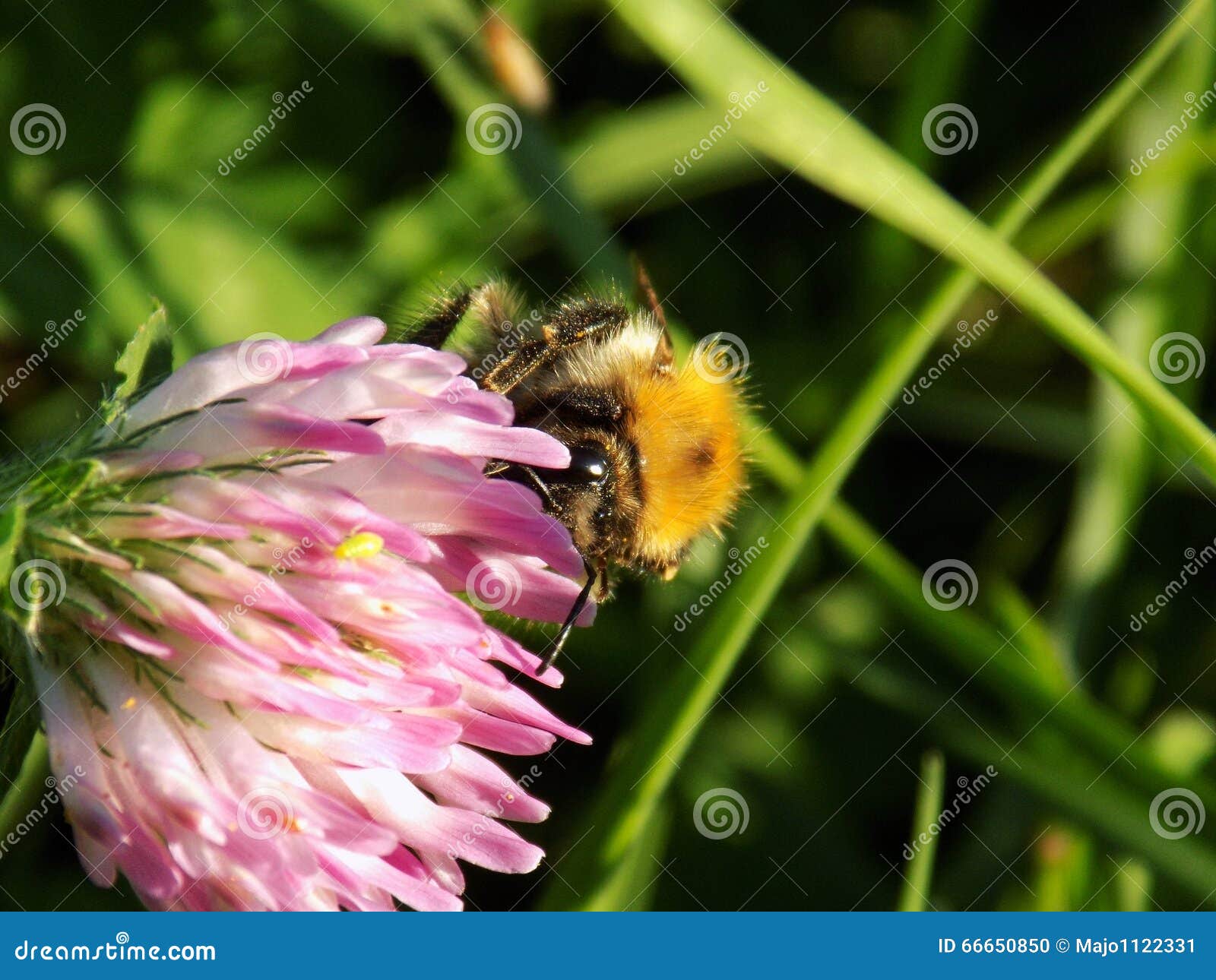 Bumblebee Pollinate Clover Flower Stock Photo - Image of spring ...