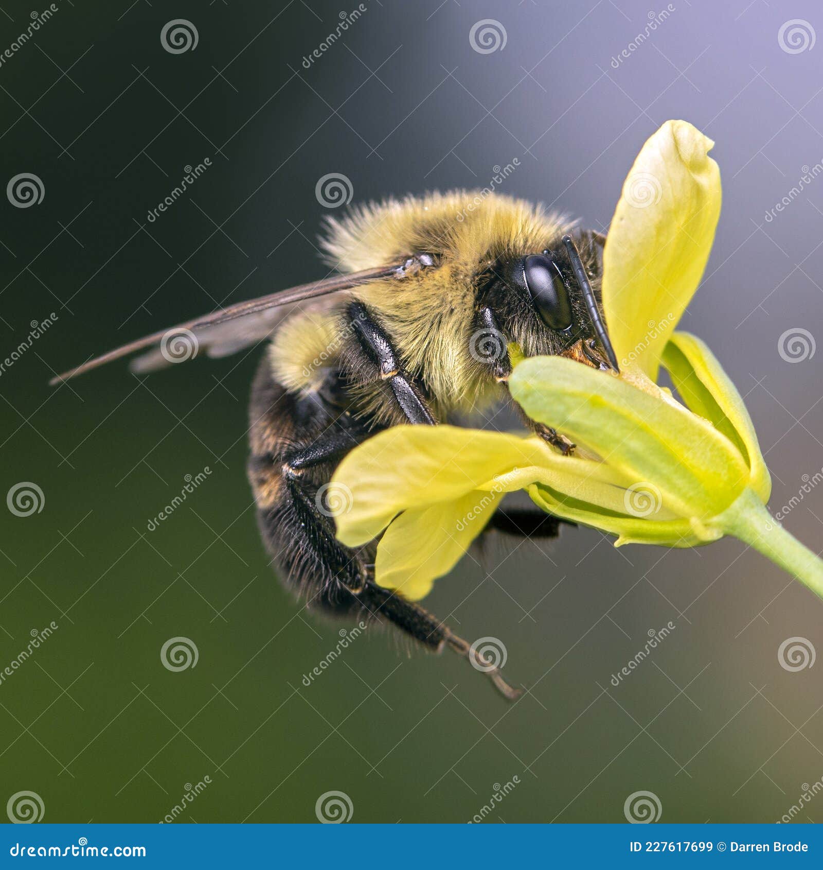 A bumblebee pollinating stock image. Image of beneficial - 227617699