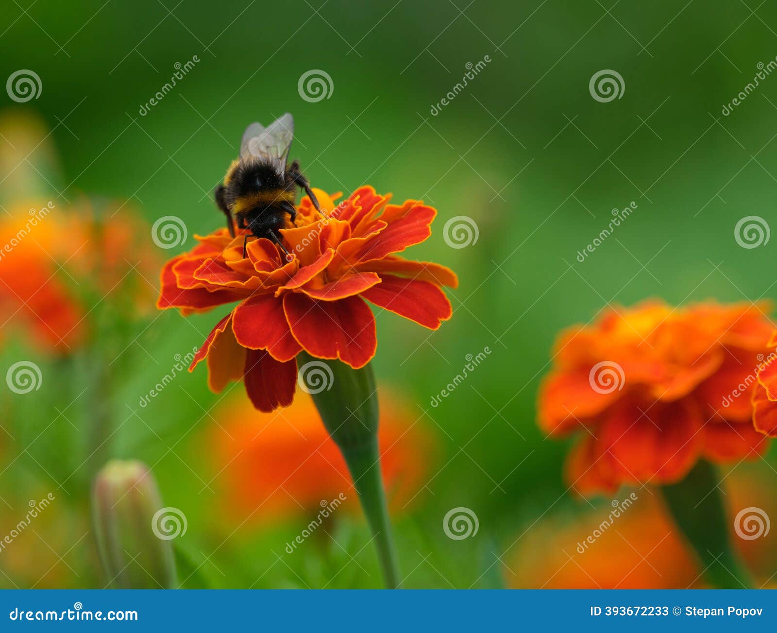 A Bumblebee Pollinating Echinacea Flowers Royalty-Free Stock Photo ...