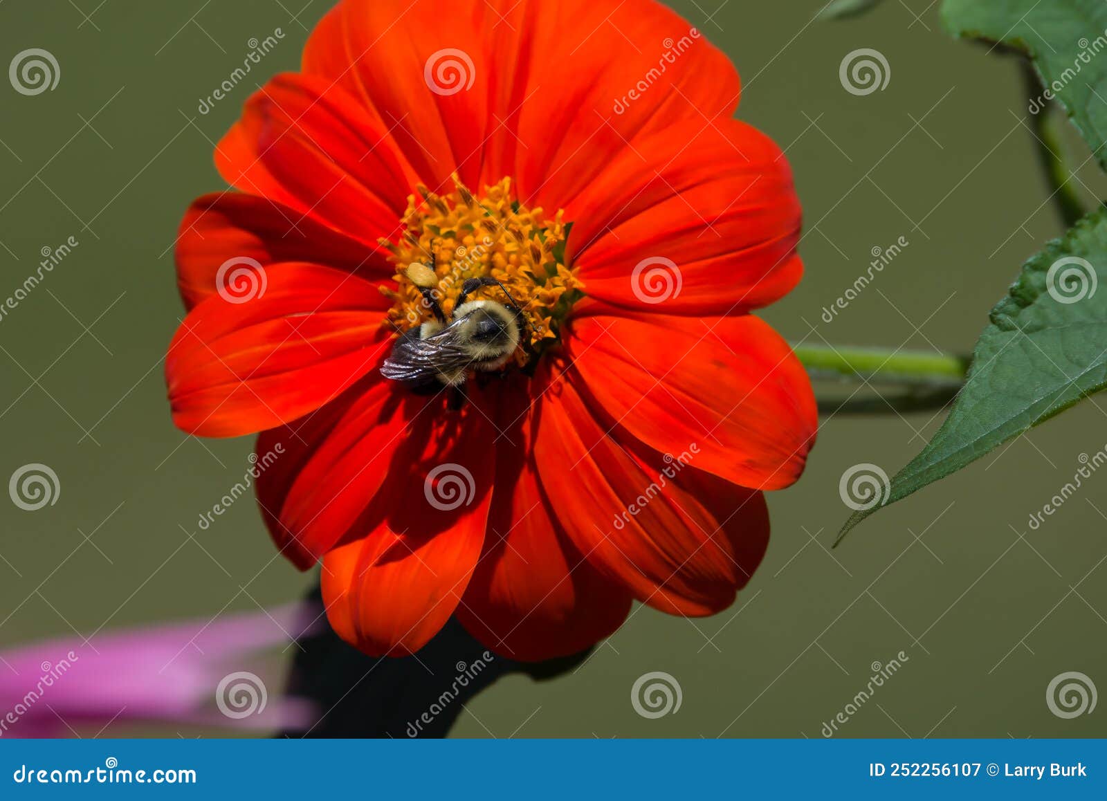 Bumblebee Pollinating a Mexican Sunflower Stock Image - Image of ...