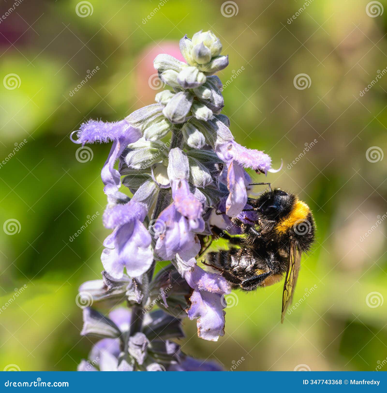 Bee, Bumblebee Pollinating Blooming Bright Red And Pink Flowers Of ...
