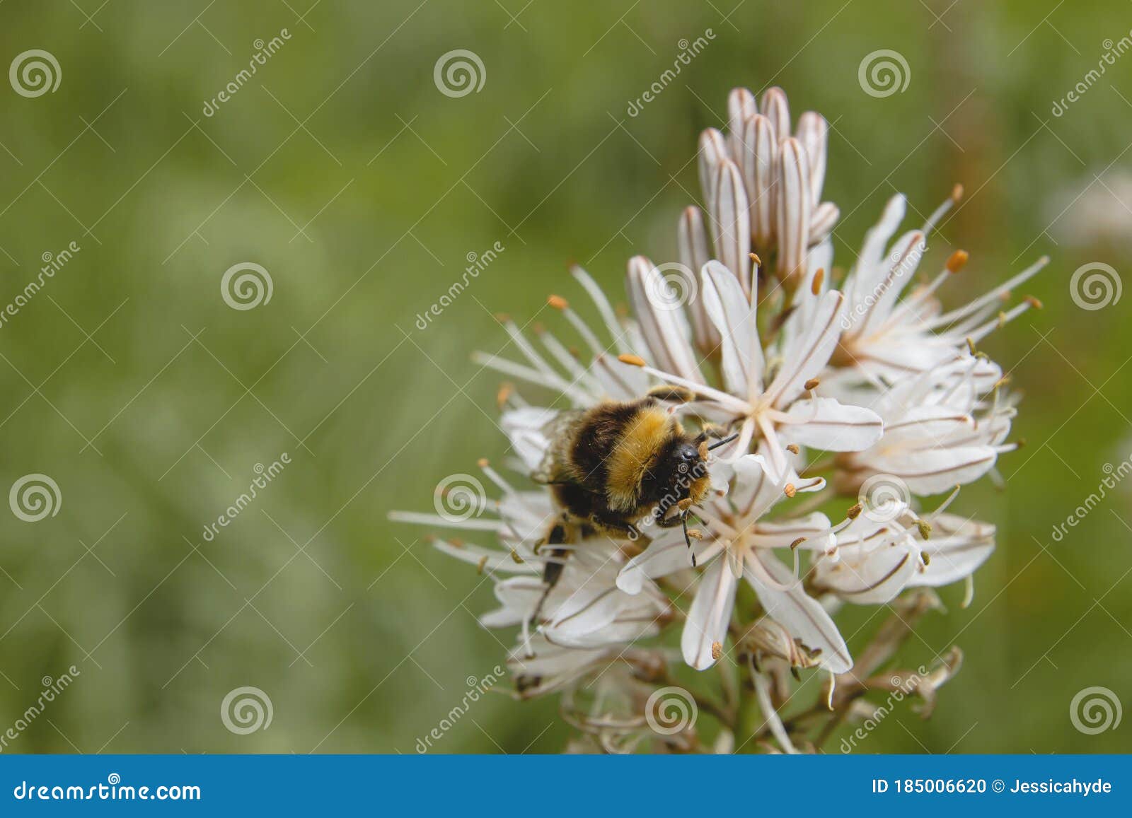 Bumblebee Pollination on Asphodel Flowers Stock Photo - Image of blossom, garden: 185006620