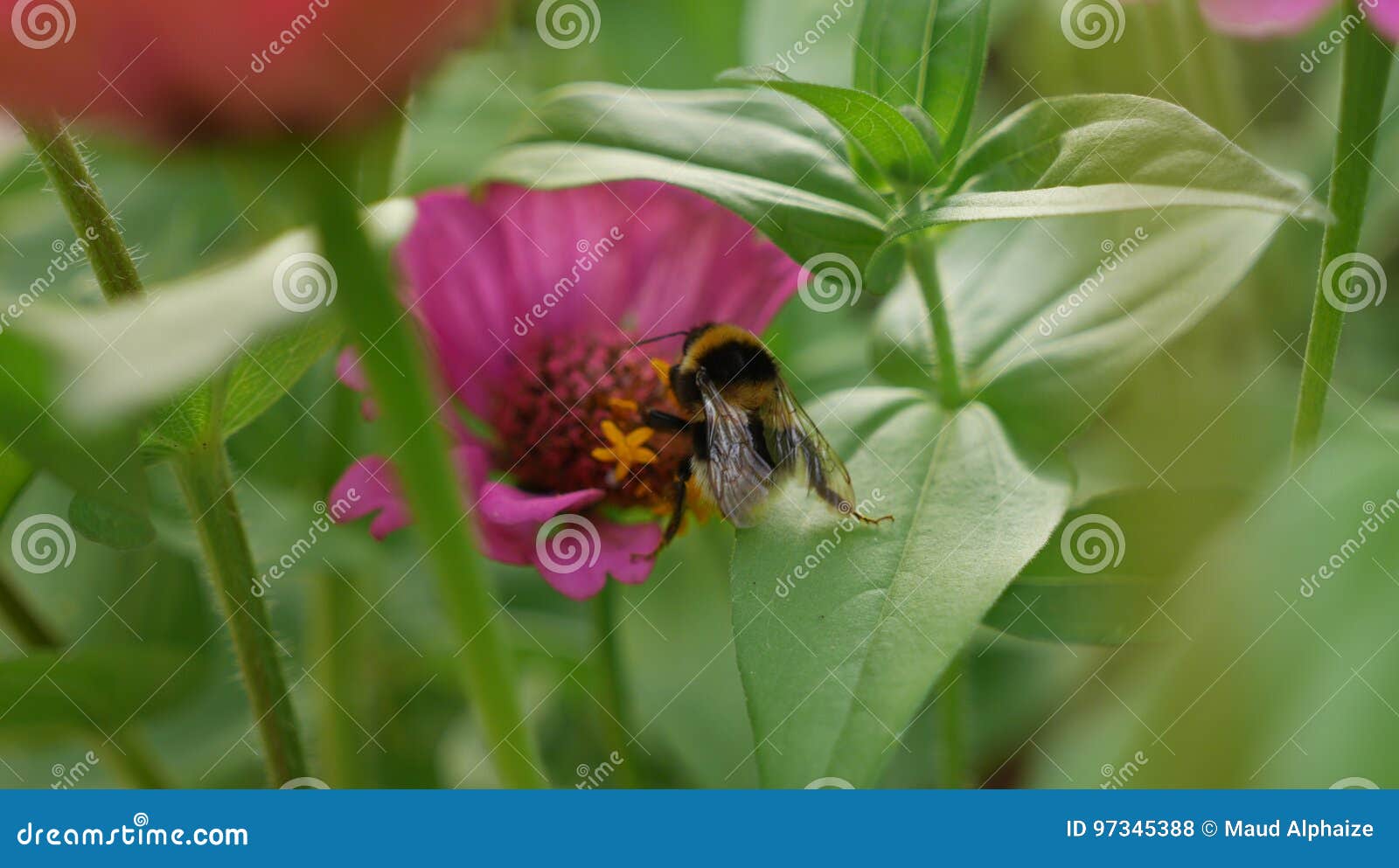 Bumblebee pollination stock photo. Image of fower, garden - 97345388