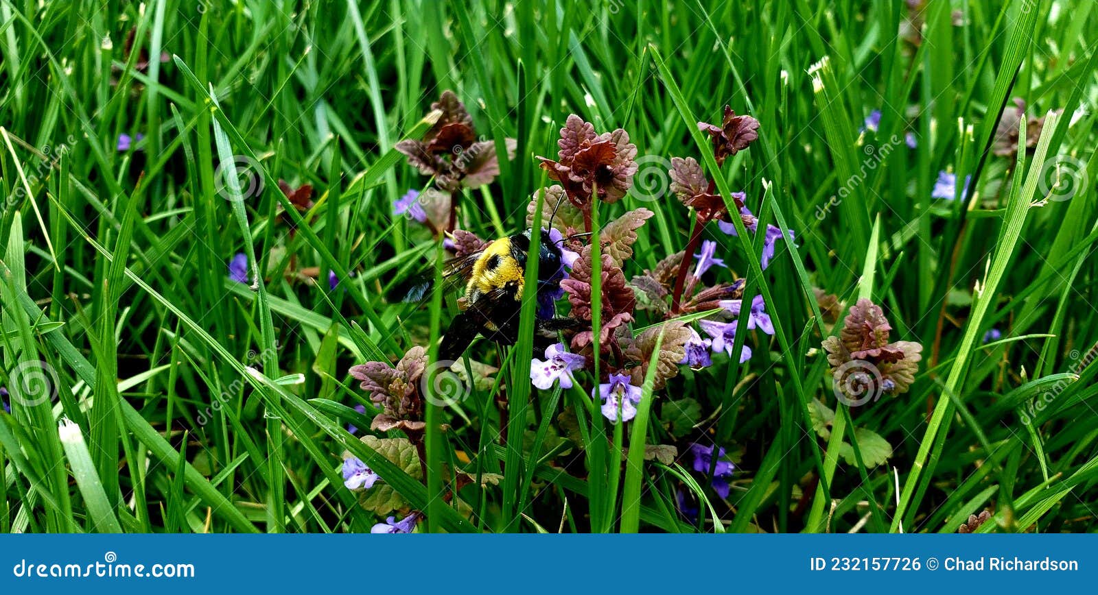 Bumblebee, Pollination, Flowers, Grass, Summer Stock Photo - Image of ...