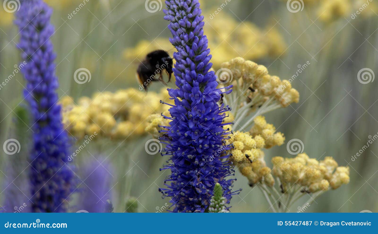 Bumblebee pollination stock image. Image of botany, bumblebee - 55427487