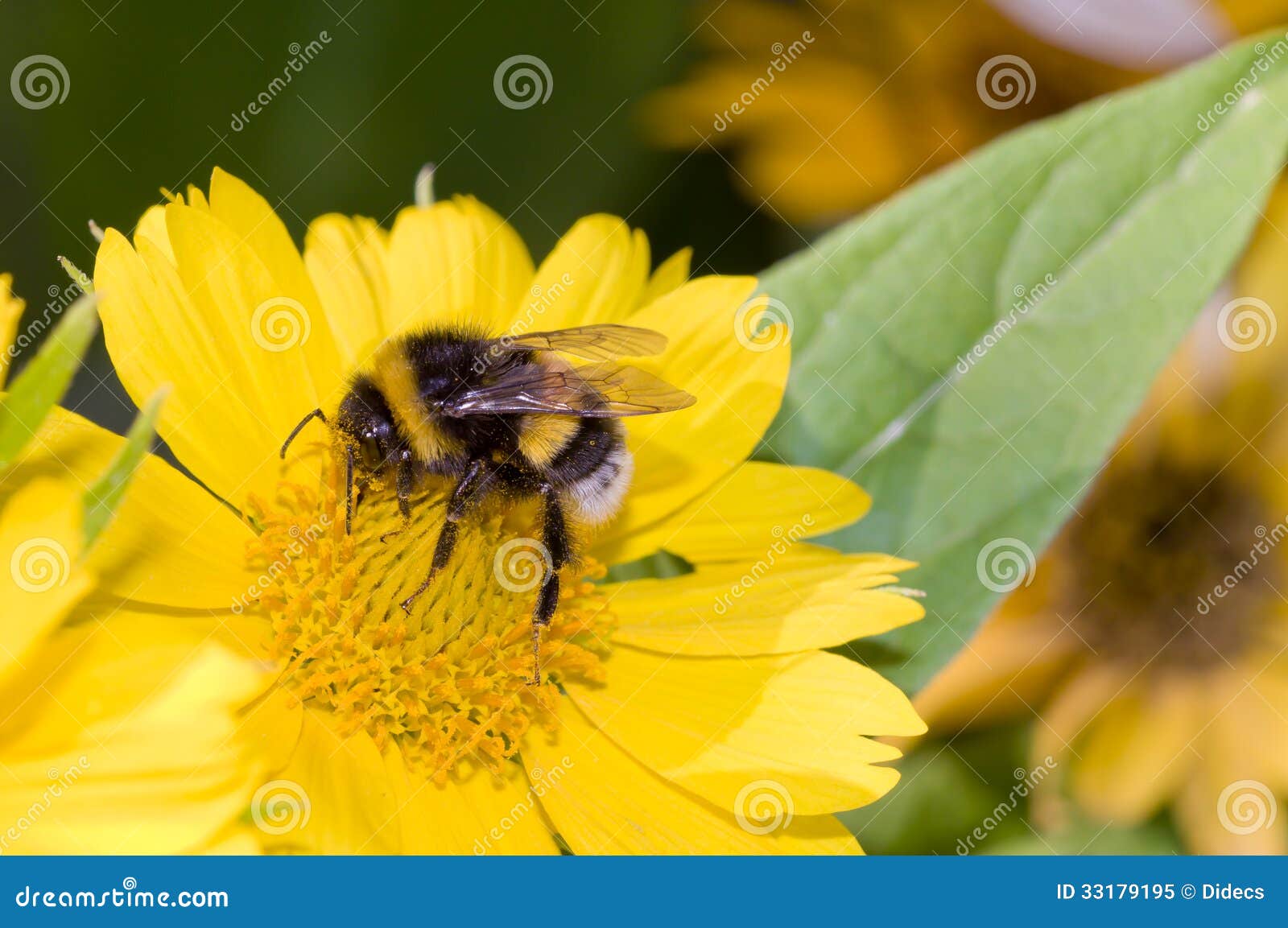Bumblebee Pollination on Yellow Flower Stock Image - Image of closeup ...