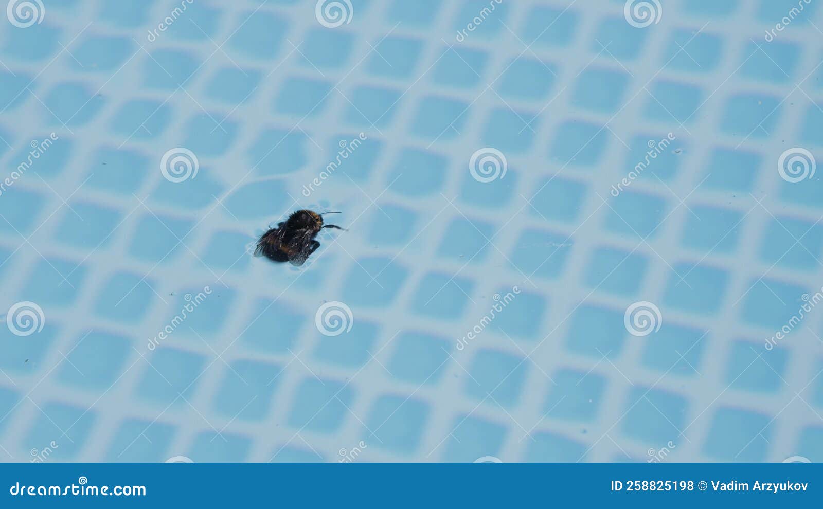 Bumblebee in the Pool on the Water Stock Footage - Video of insect ...