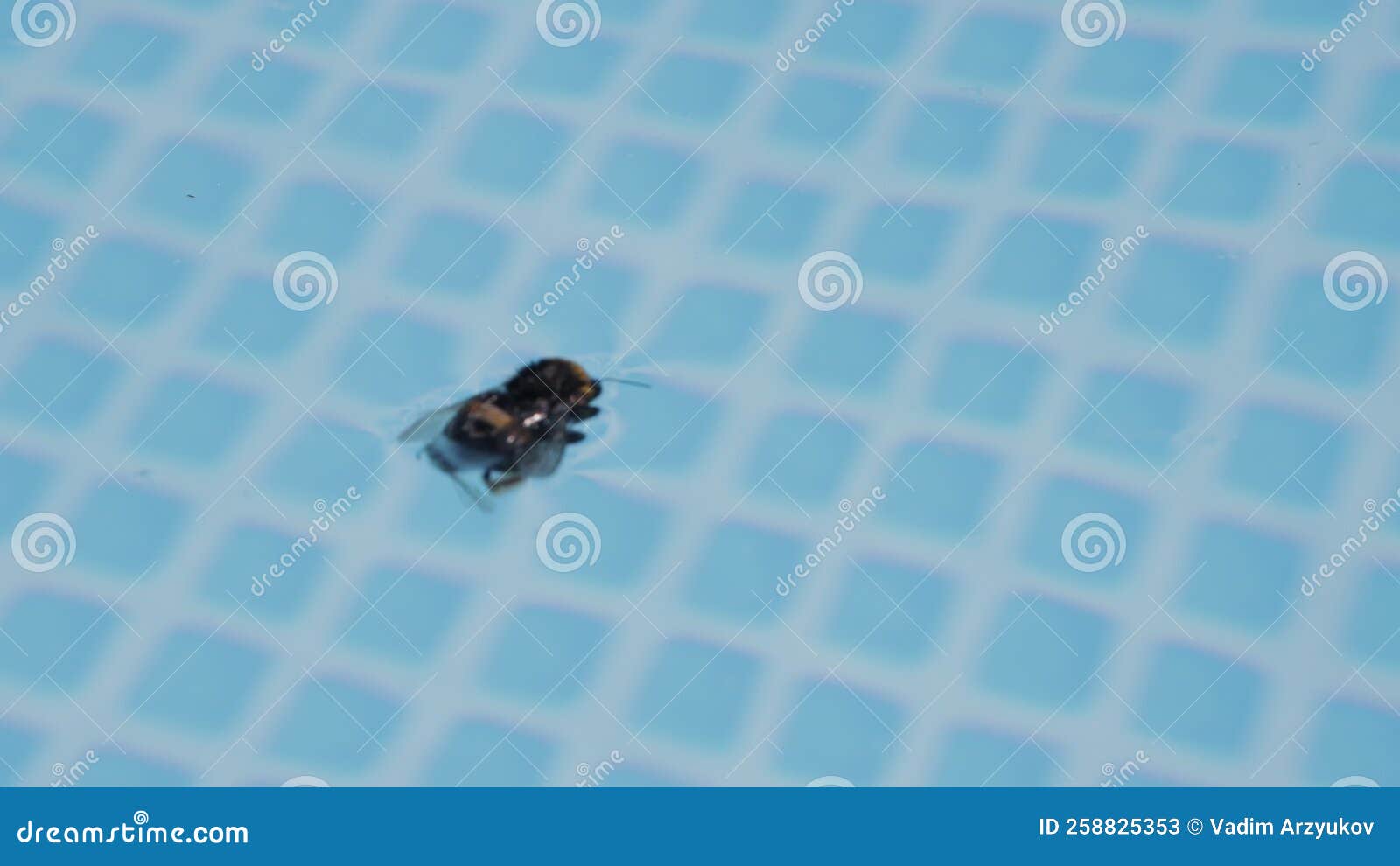 Bumblebee in the Pool on the Water Stock Video - Video of fear, fight ...