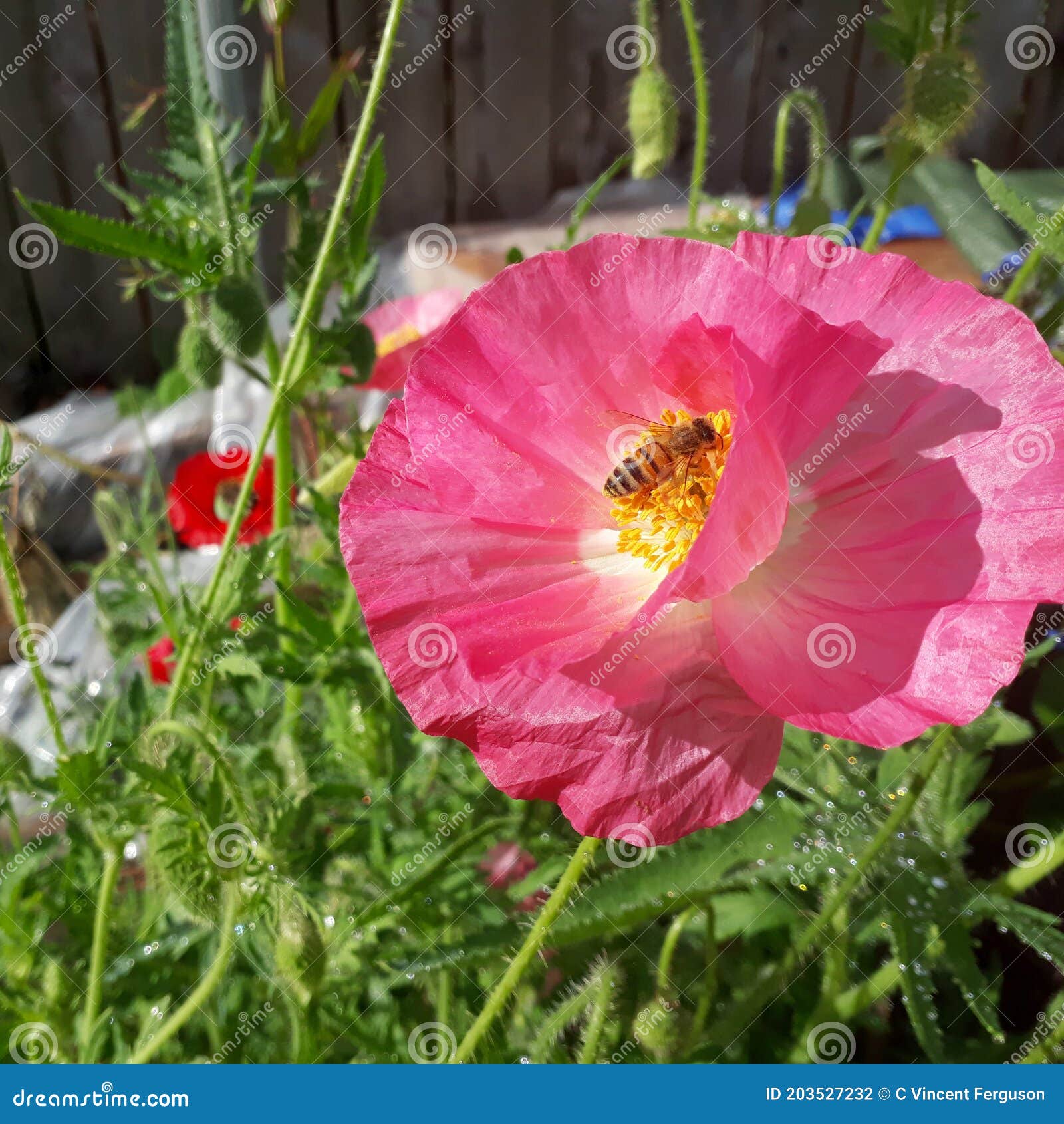 Bumblebee Over Pink Flanders Poppy Flower Stock Photo - Image of ...